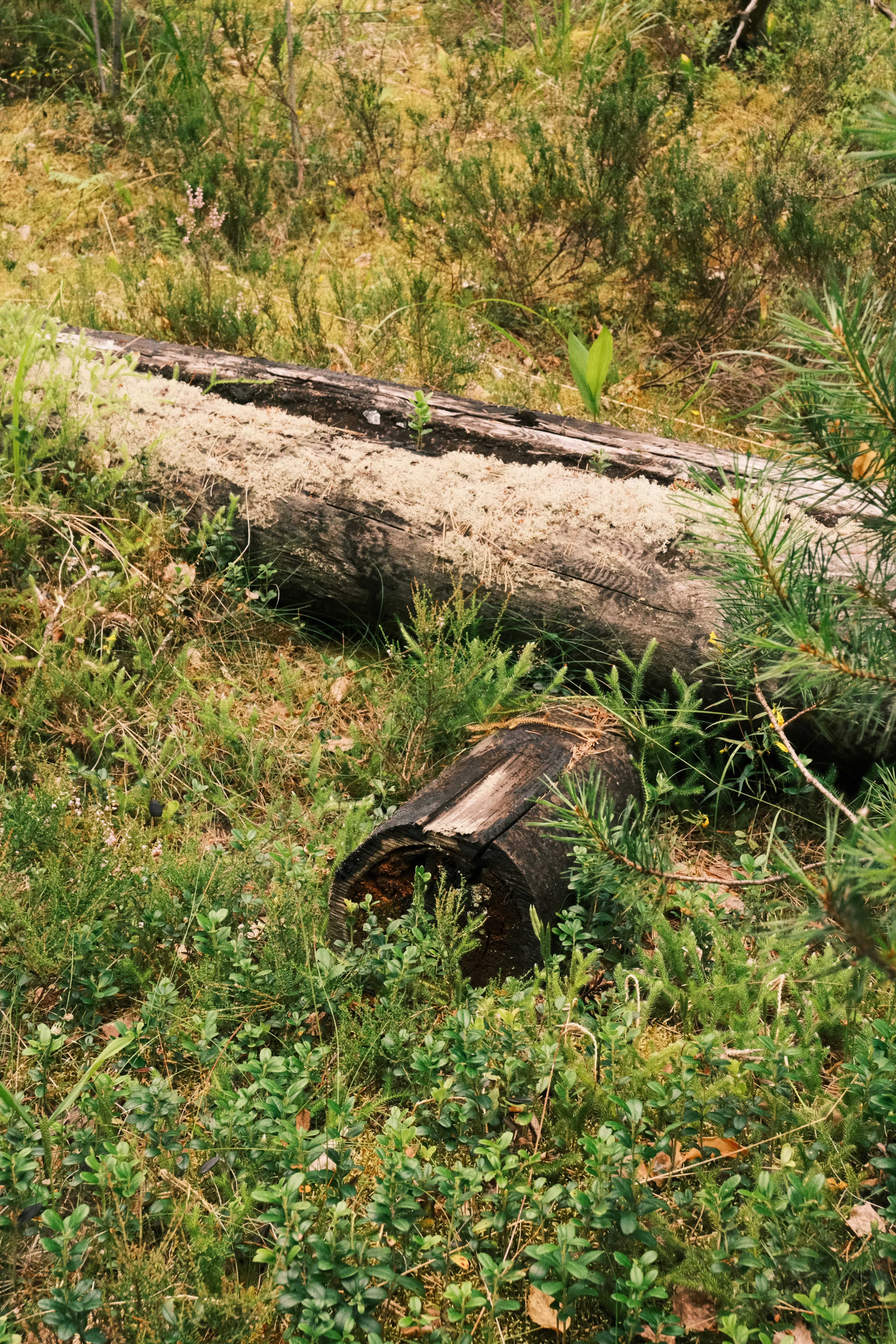 Fallen Log and Pine Whispers in a Quiet Clearing