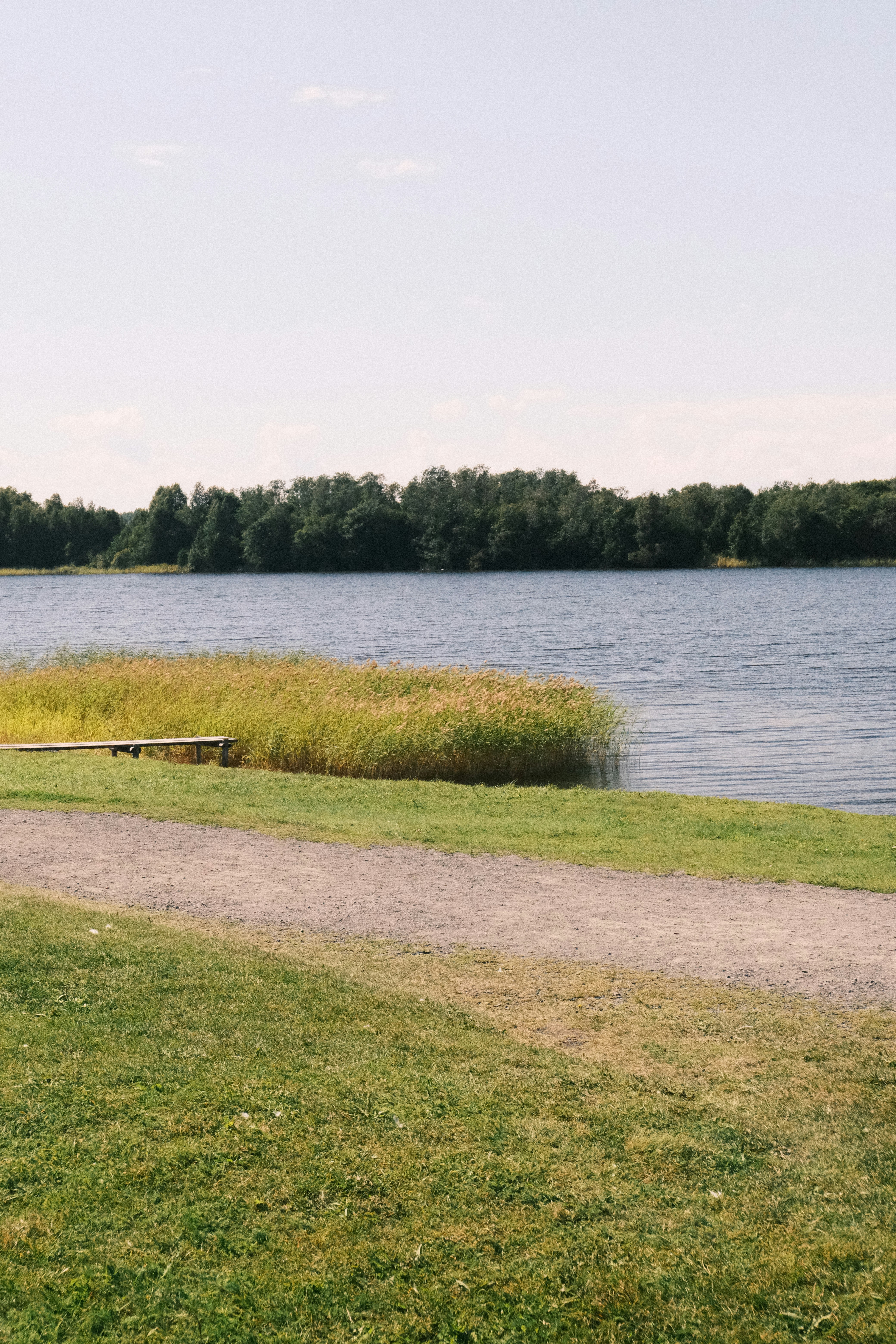 Tranquil Lakeside Path with Reeds at the Water's Edge
