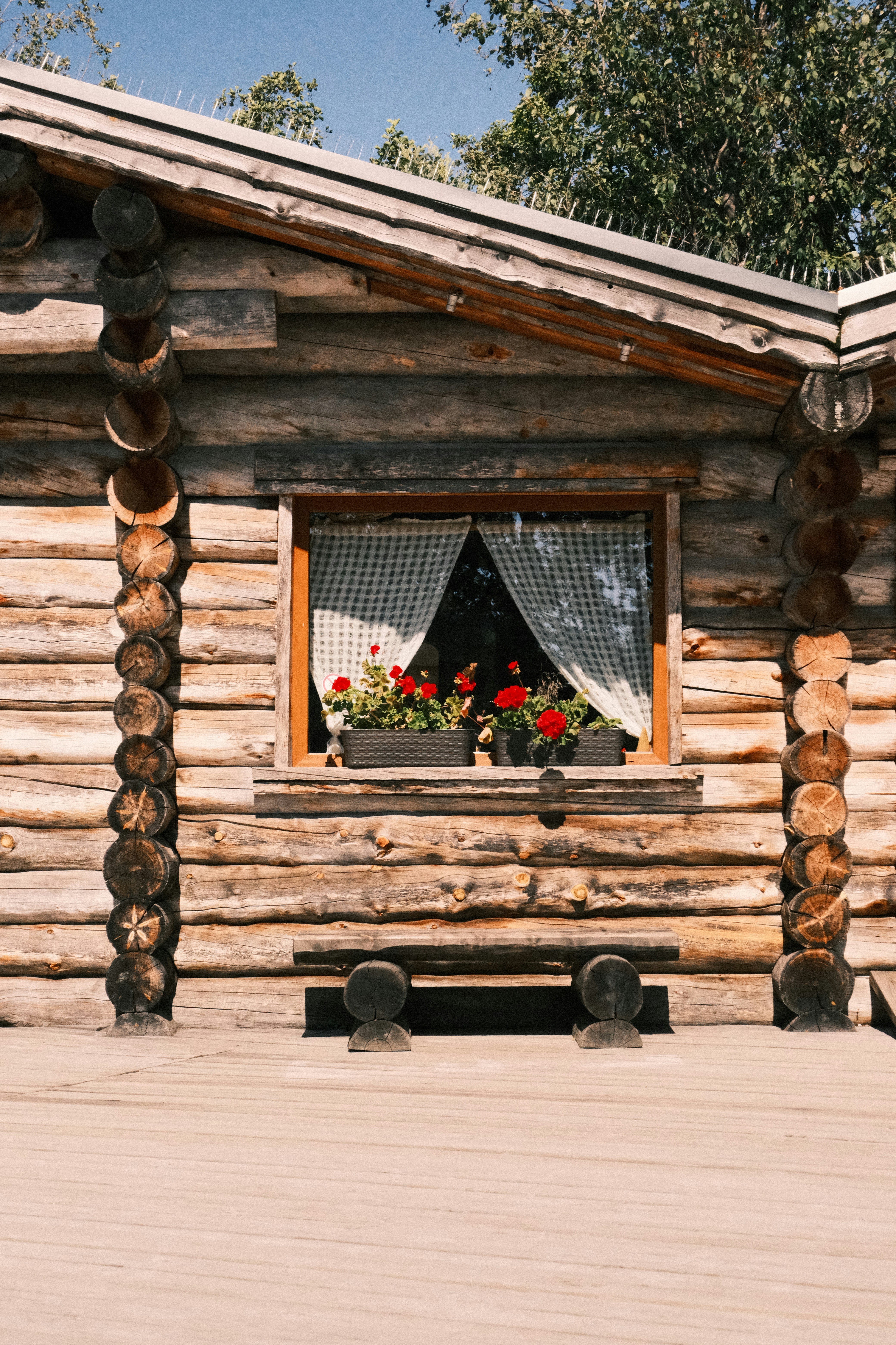 Red Geraniums in a Log Cabin Window