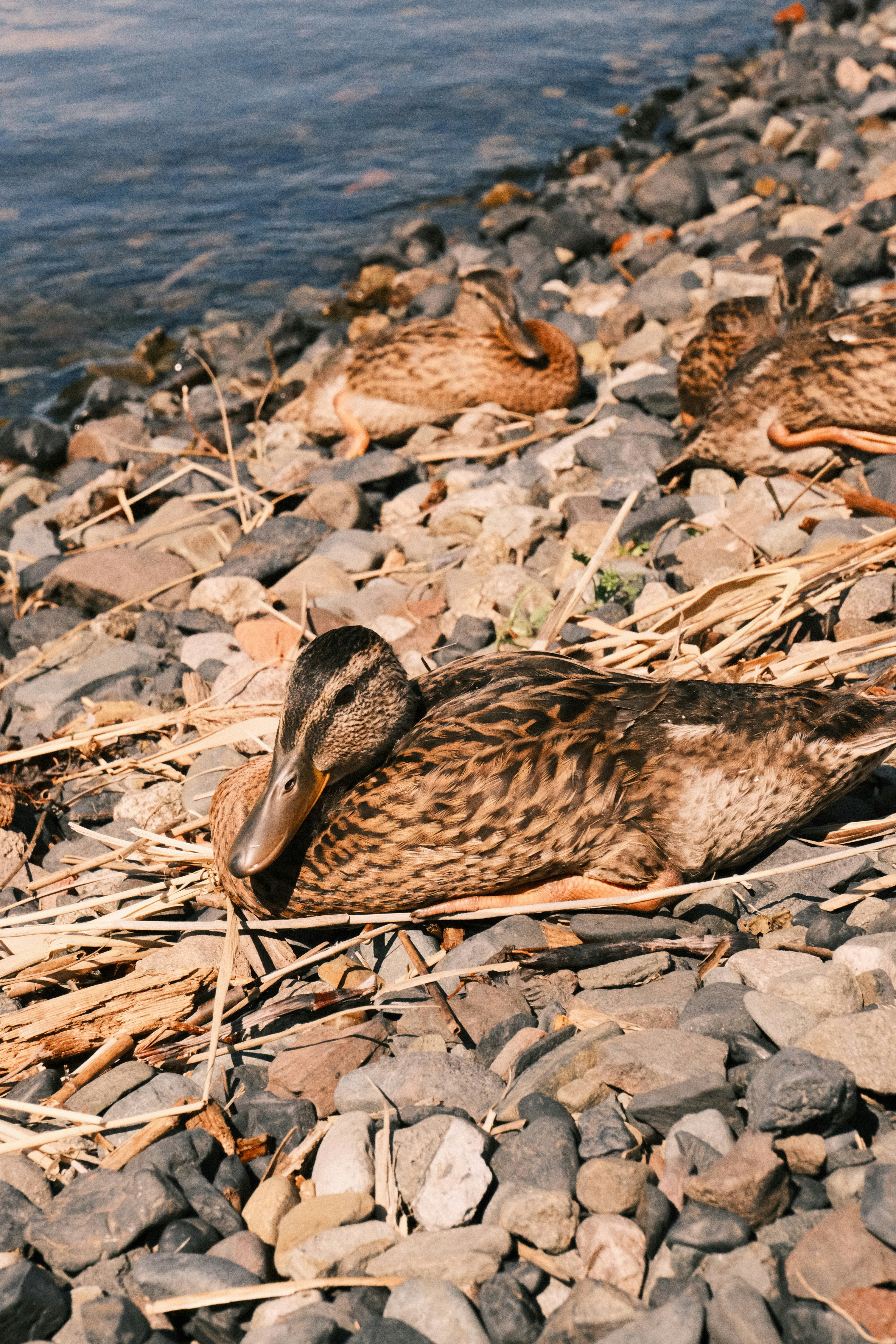 Quiet Trio: Alders by the Pebble Shore