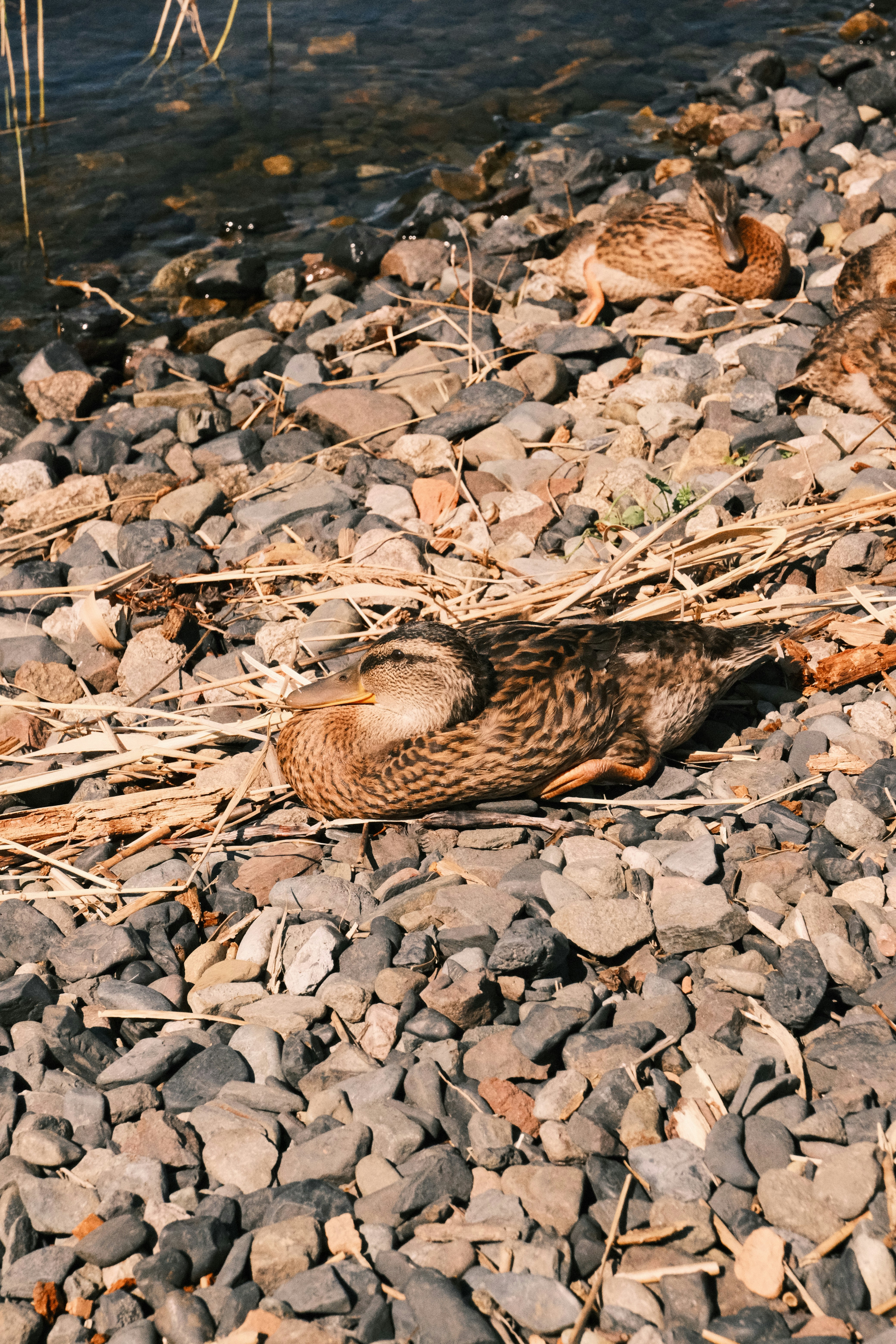 Earthbound Rest: A Pair of Drowsy Ducks Beneath Pebble Veils
