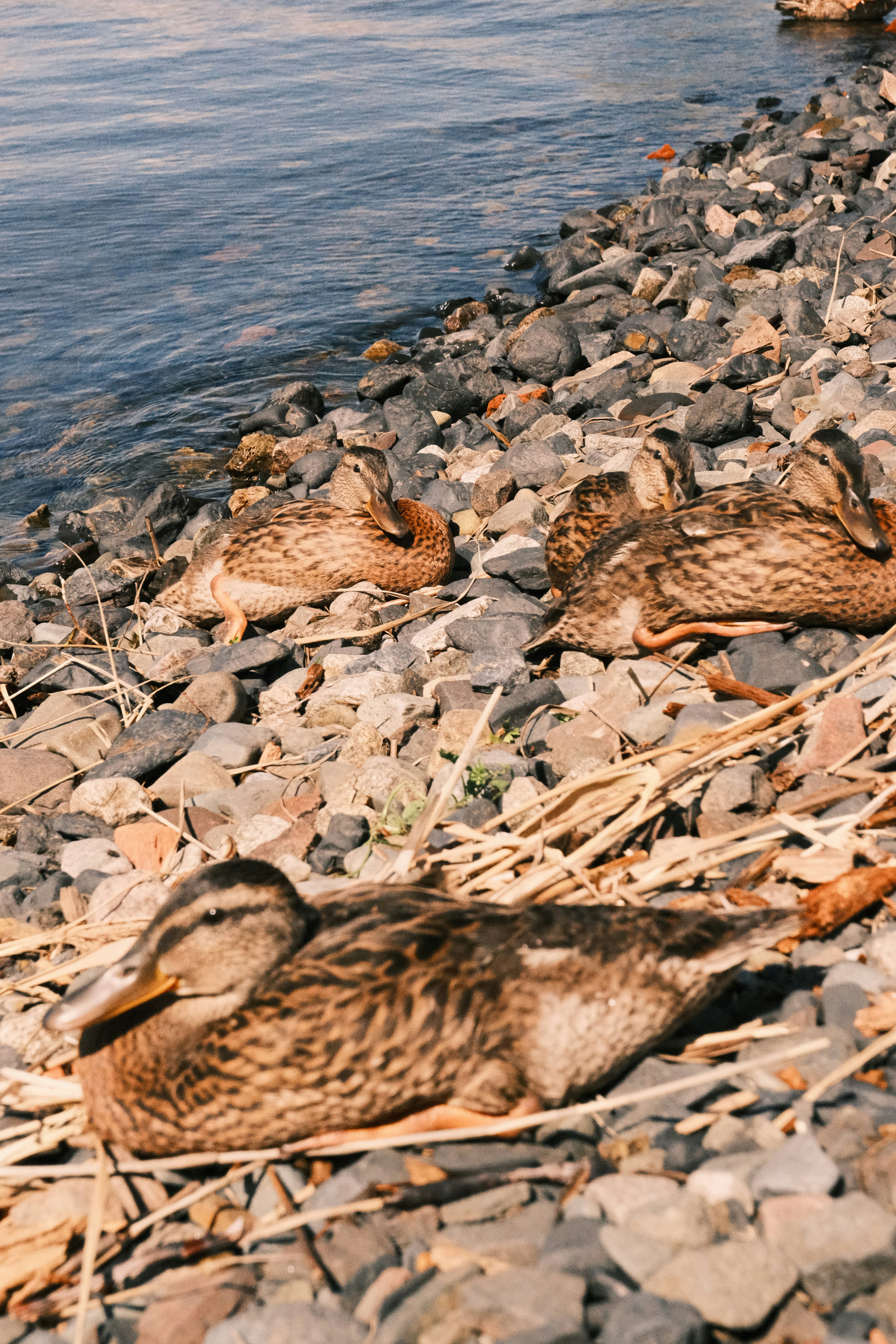 Bottom-Left Waddle: Ducks Resting on Pebble Shore
