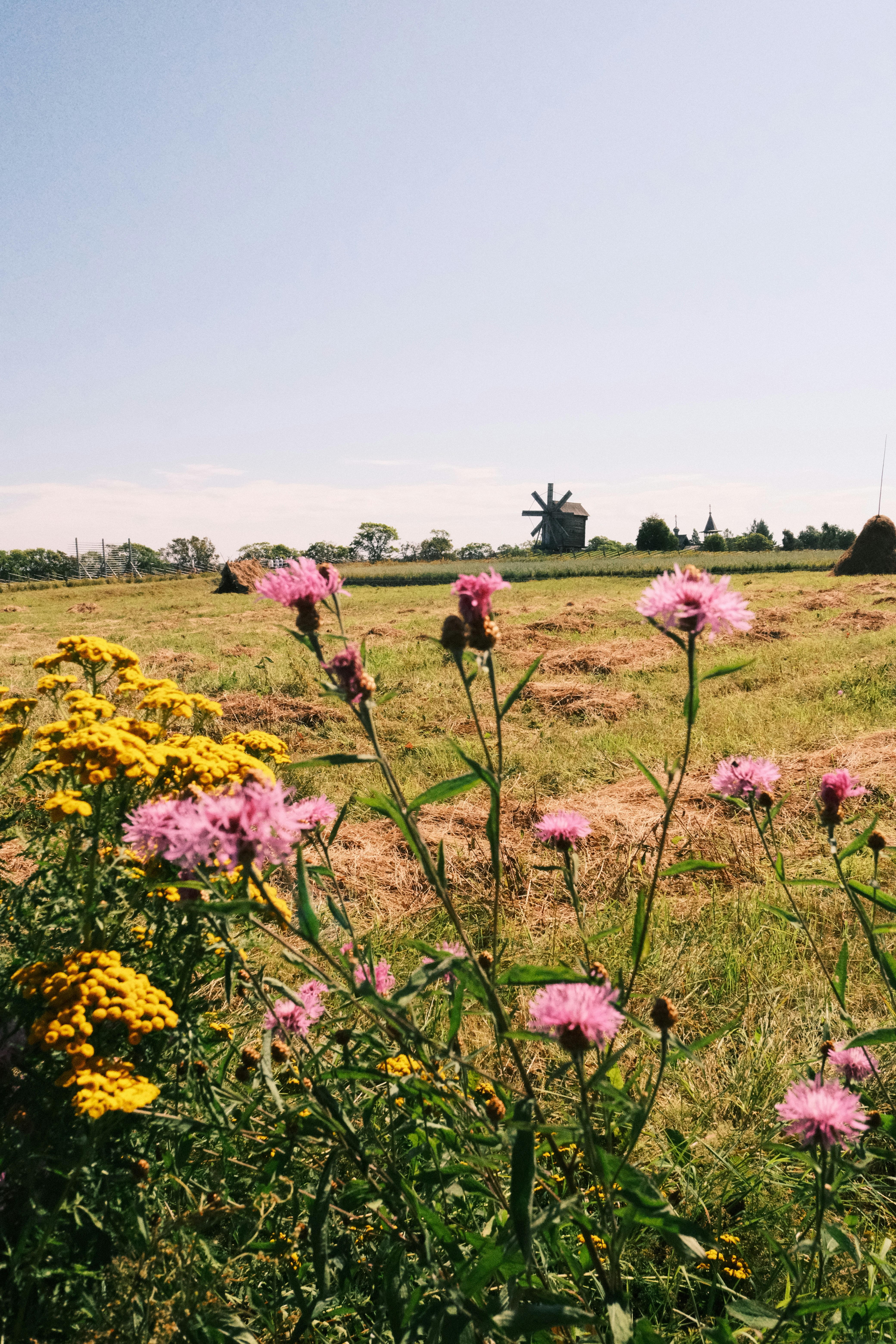 Pastoral Bloom: Wildflowers frame a distant windmill under a bright blue sky