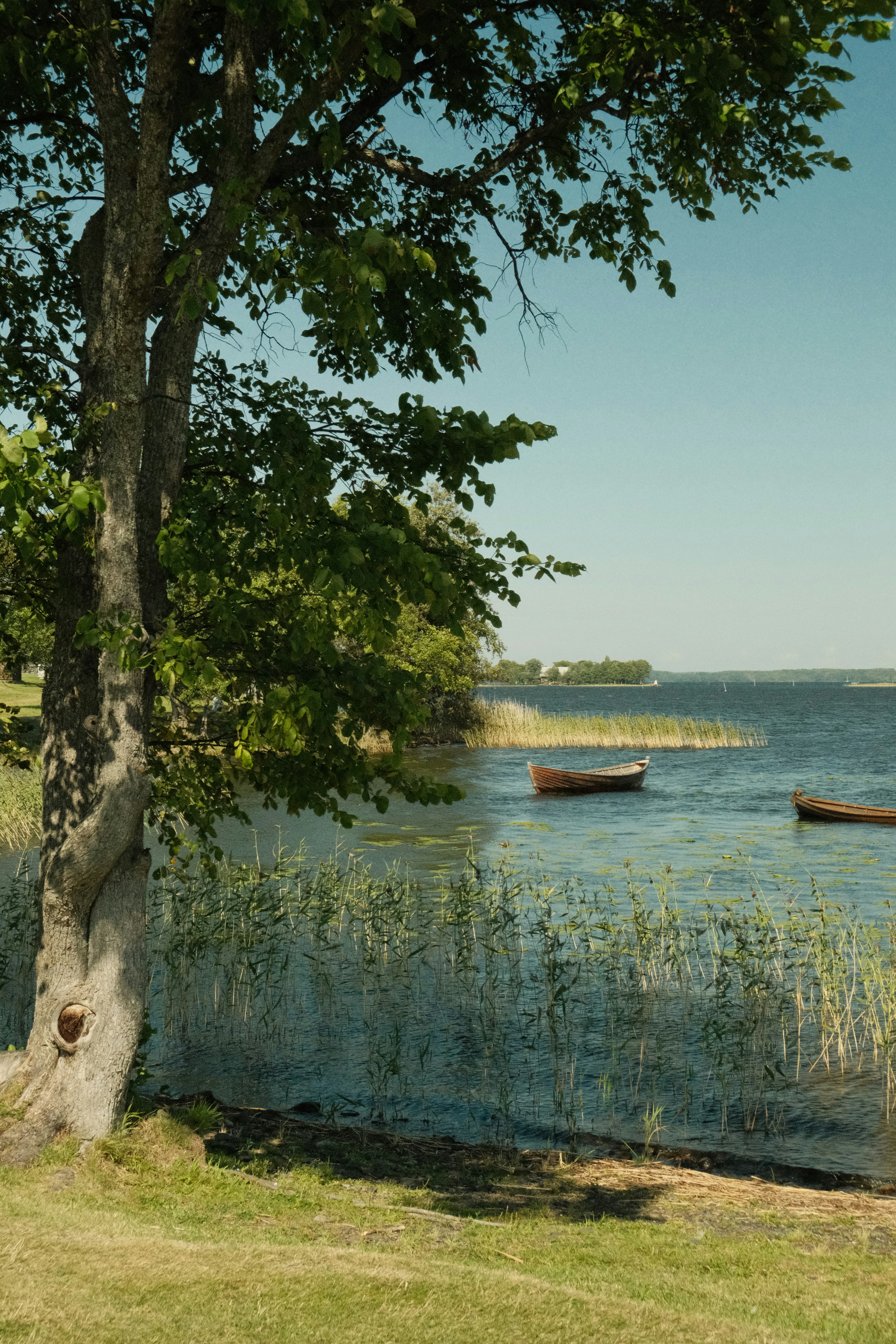 Lakeside Quiet: A Tree Framing Boats on Calm Water