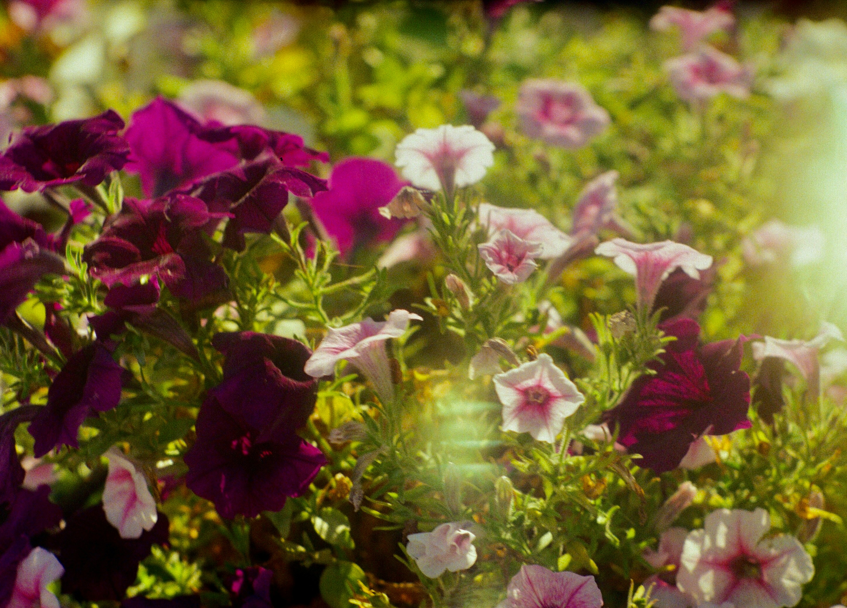 Petaled Mosaic: Sunlit Petunia Patch with Soft Haze