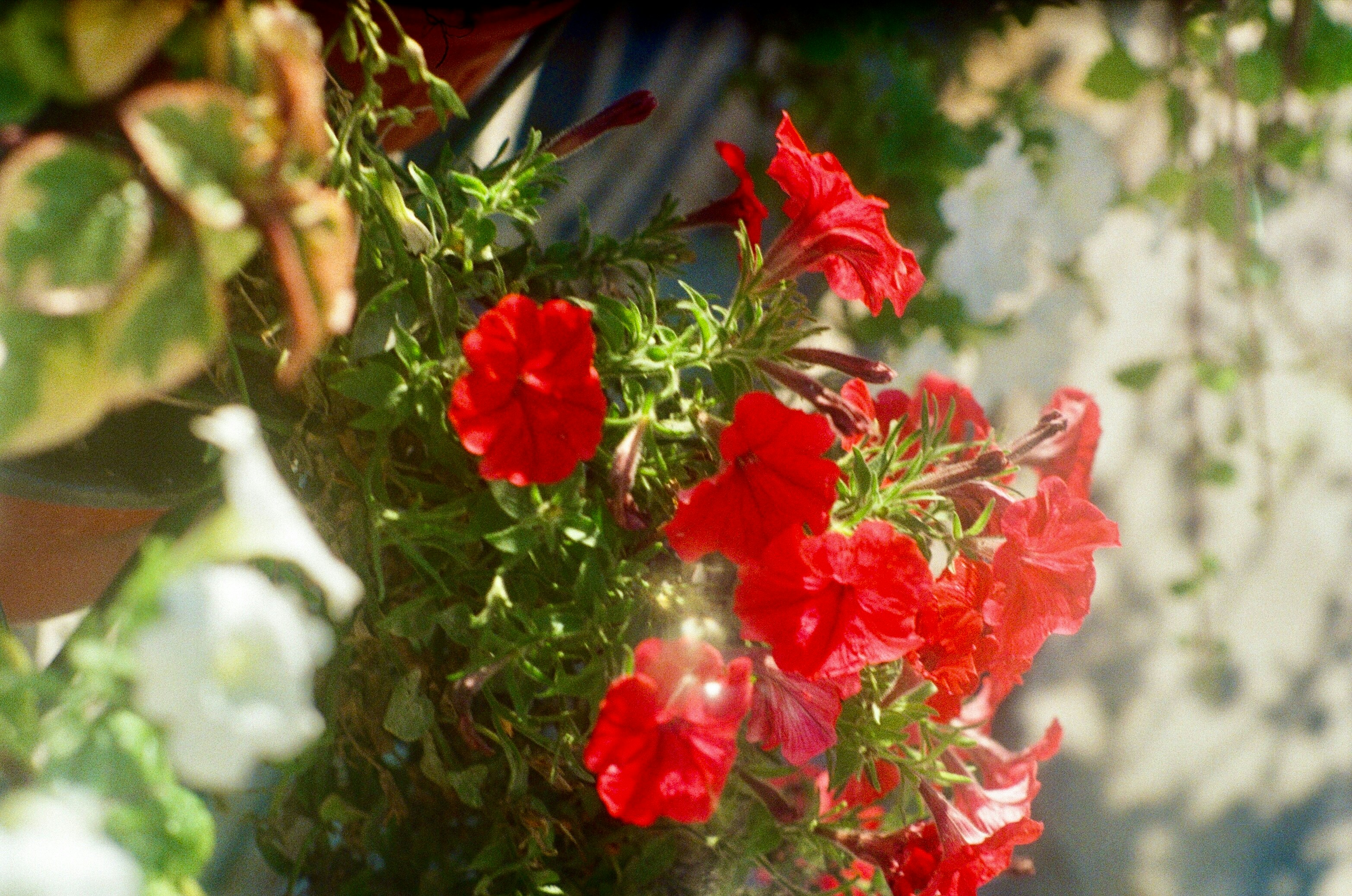 Crimson Petals in Sunlit Foliage