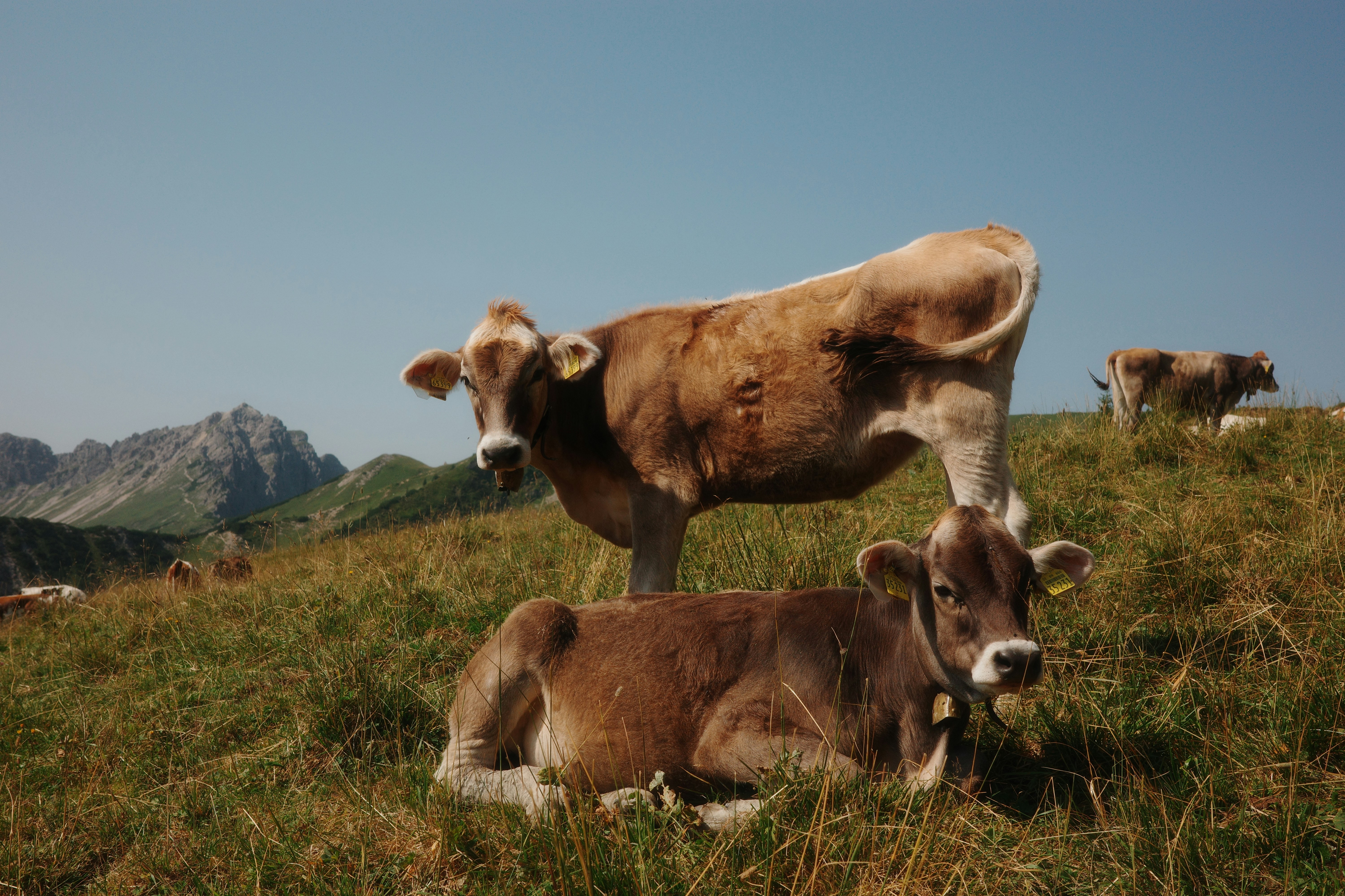 Pasture Portrait: Calves at Rest with a Rising Ridge