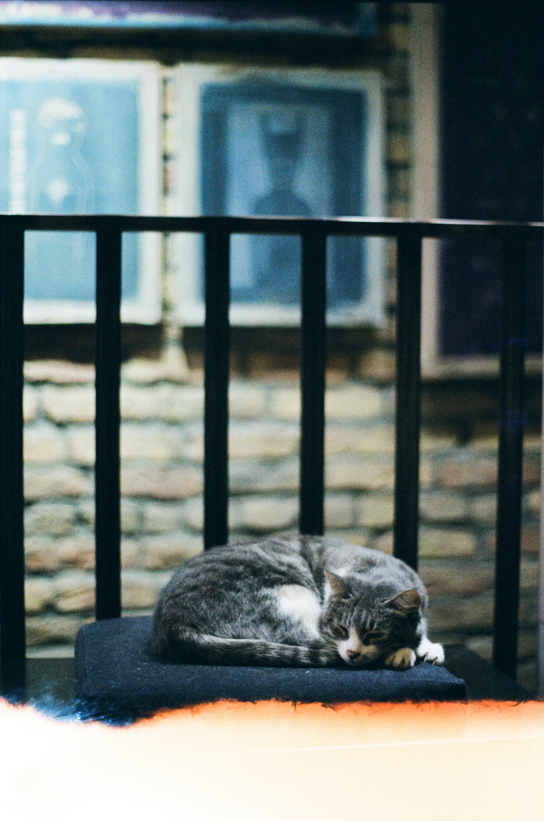 A gray and white cat sleeping on a black cushion.