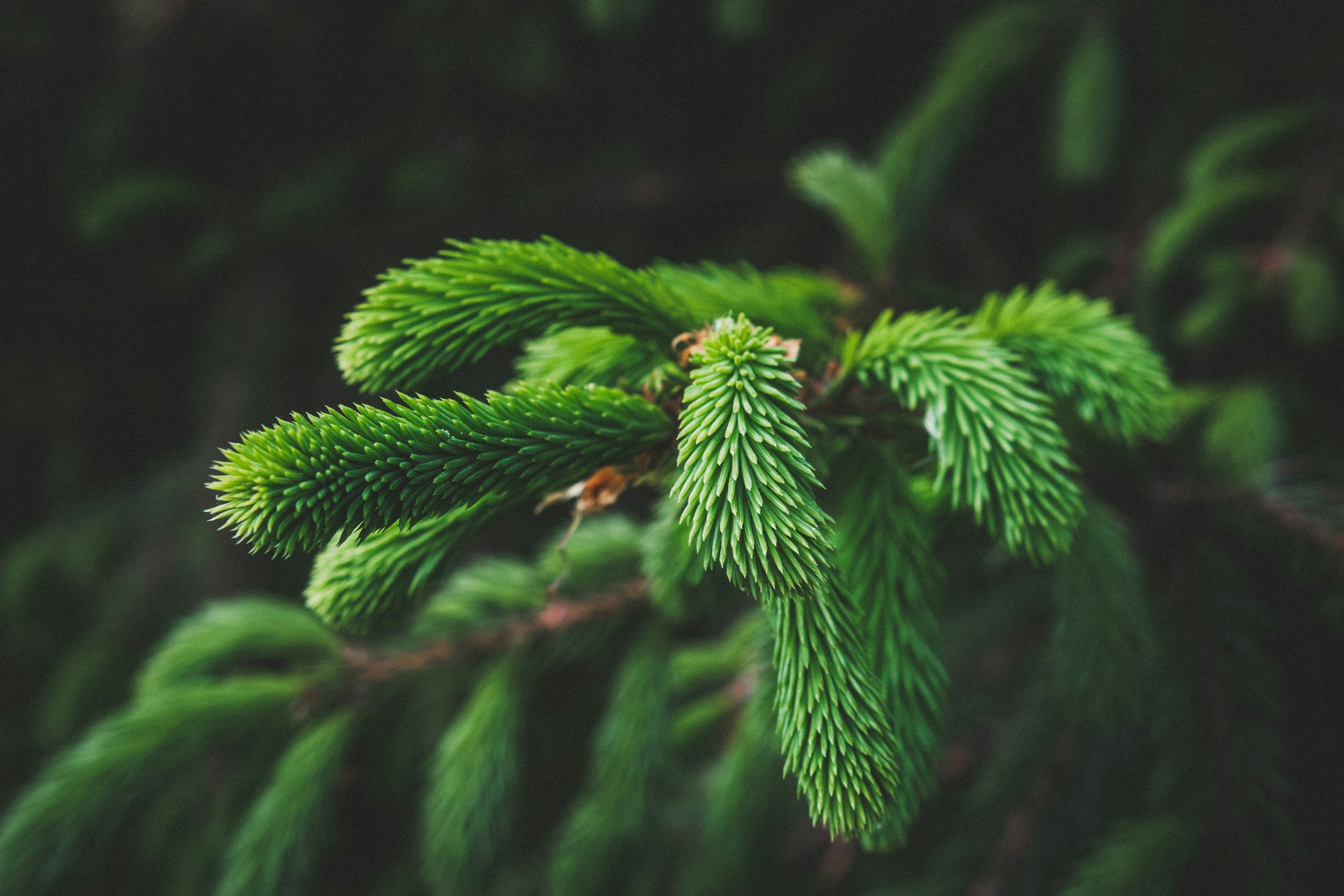 Emerald Sprigs: A Close-Up of Fresh Needletips