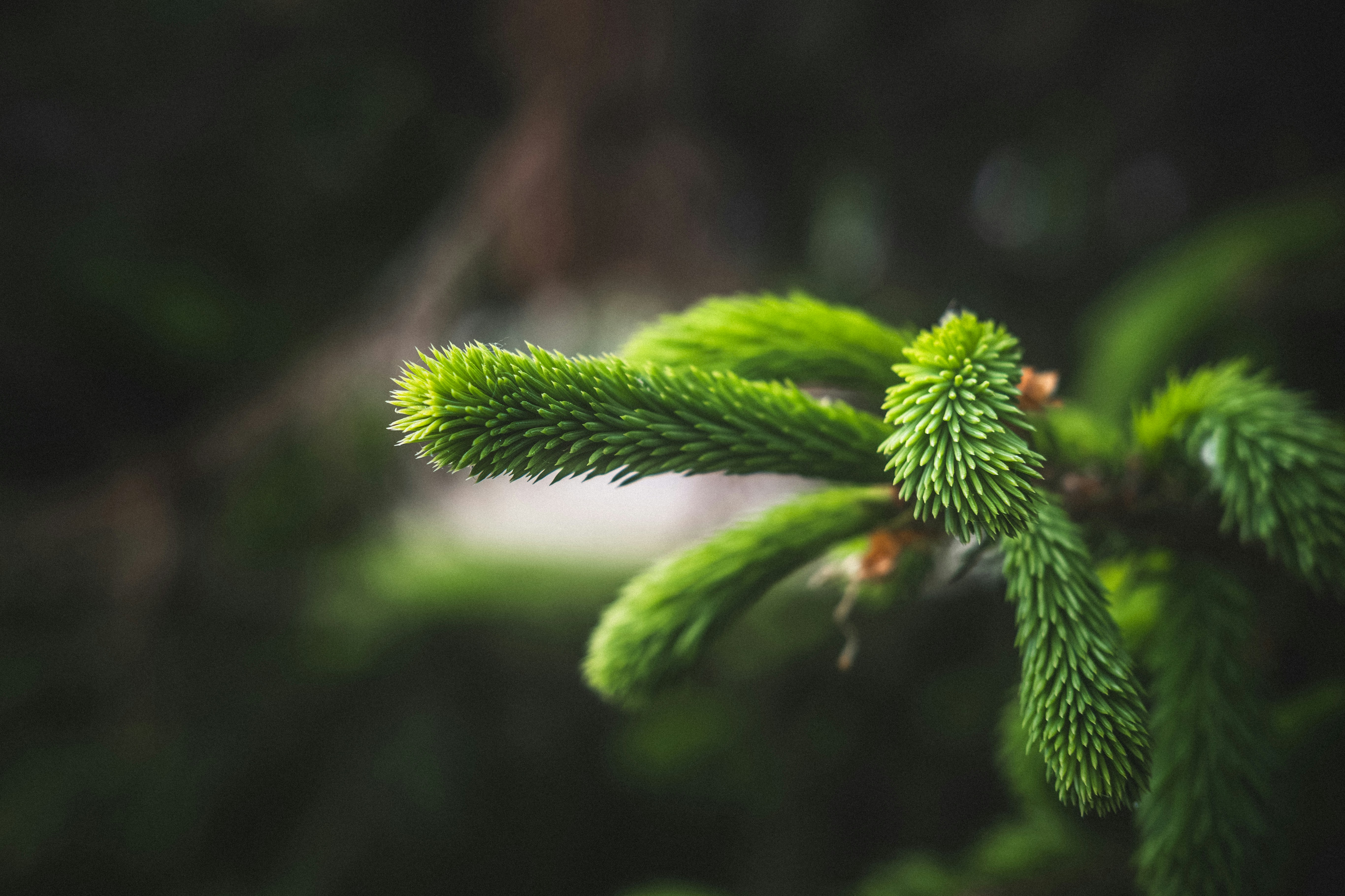 Emerald Sprig: a close-up of fresh pine needles reaching into soft bokeh