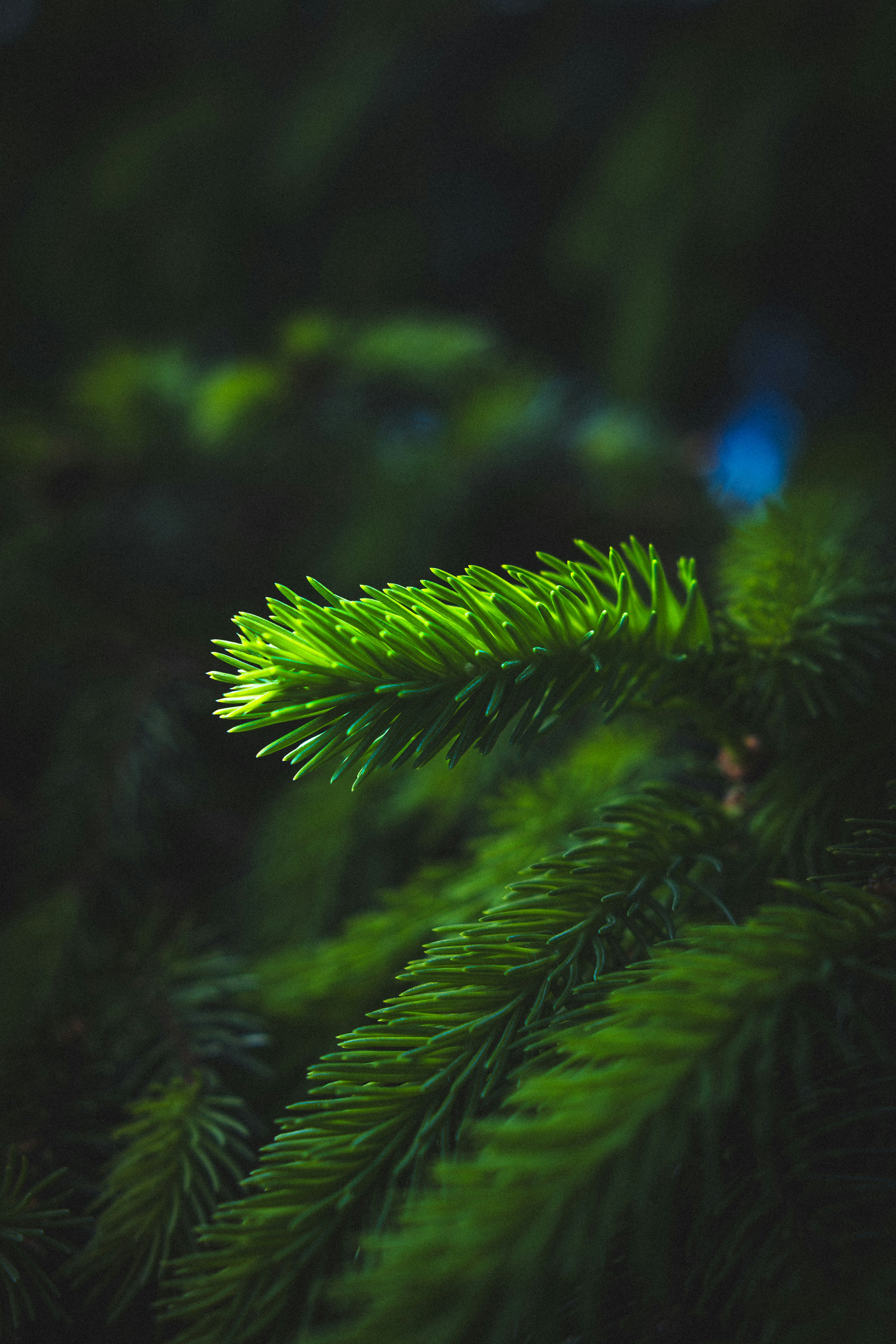 Emerald Spruce: A Glowing Needle in Focus