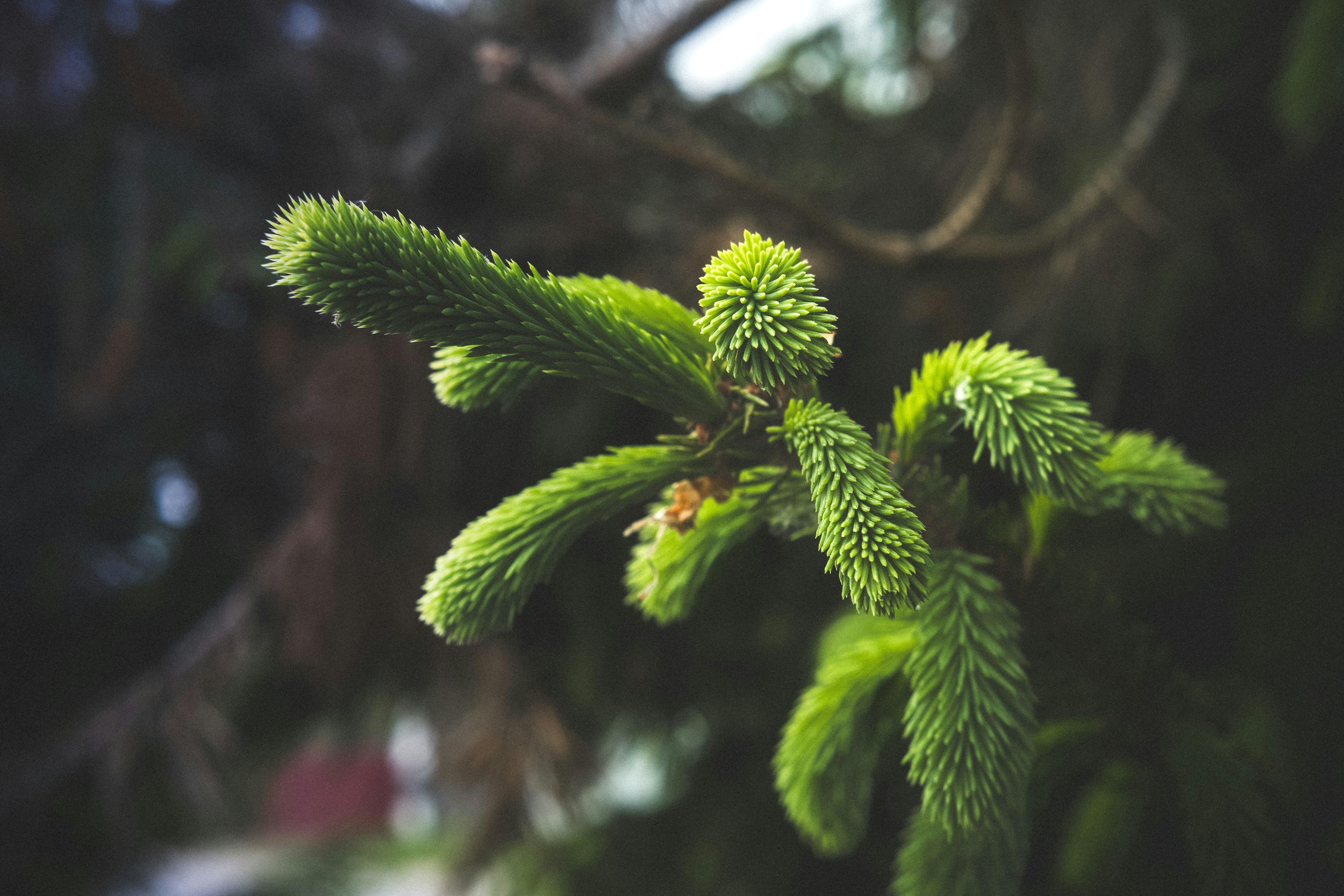 Emerging Sprig: Fresh Conifer Tips in Soft Focus