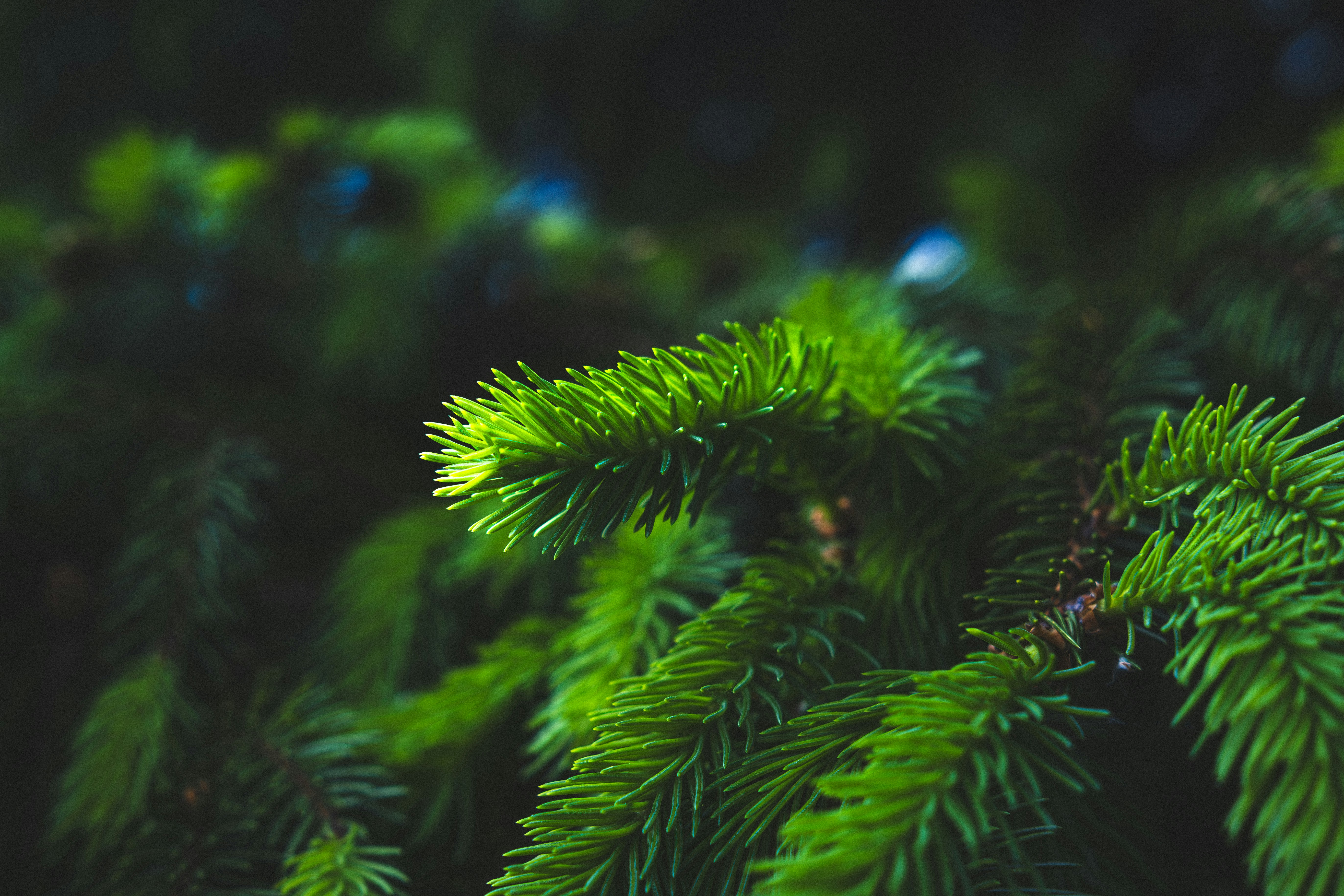 Emerald Bough: A Close-Up Portrait of Pine Needles
