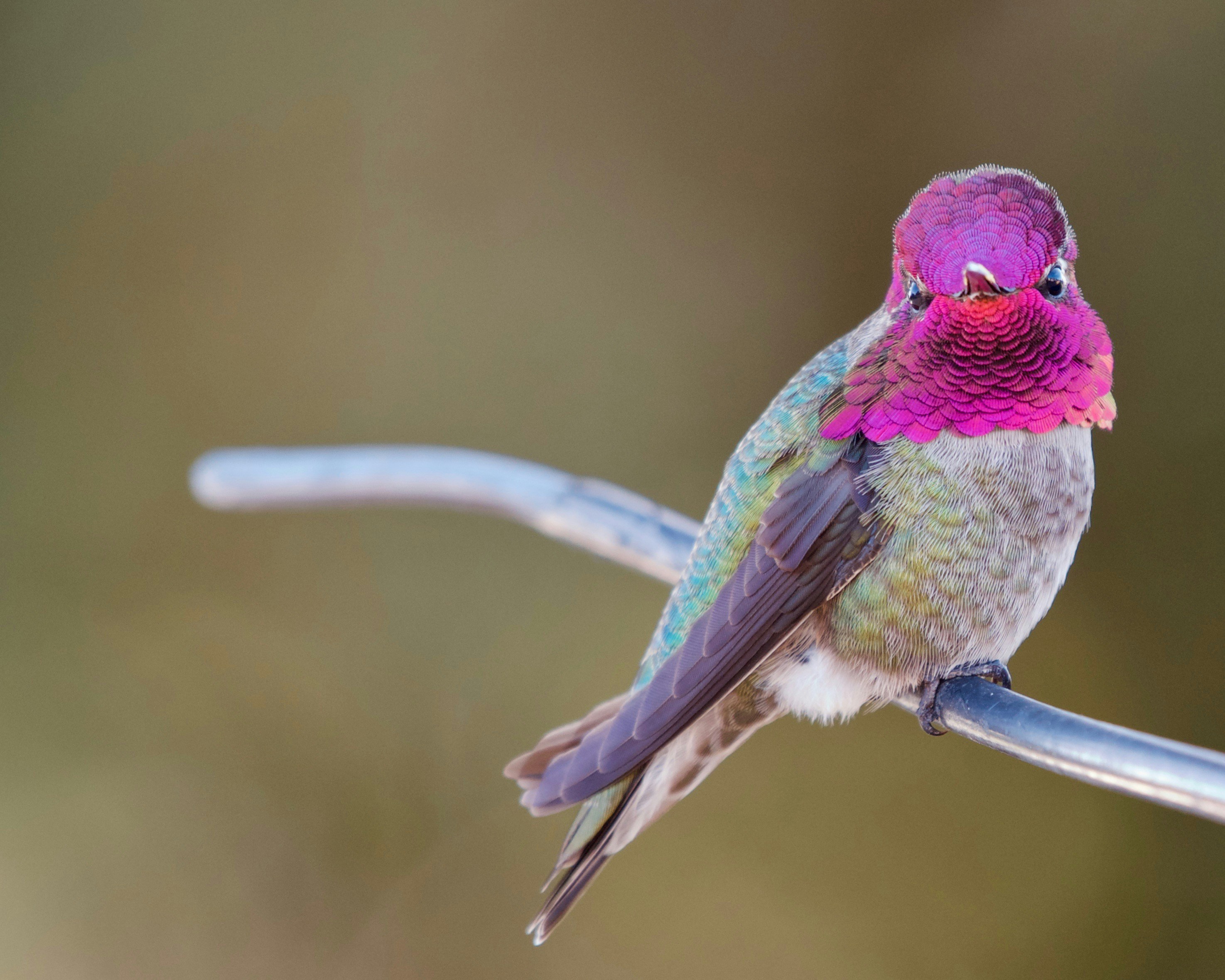 Crimson Crested Hover: A Magnificent Hummingbird on a Wire