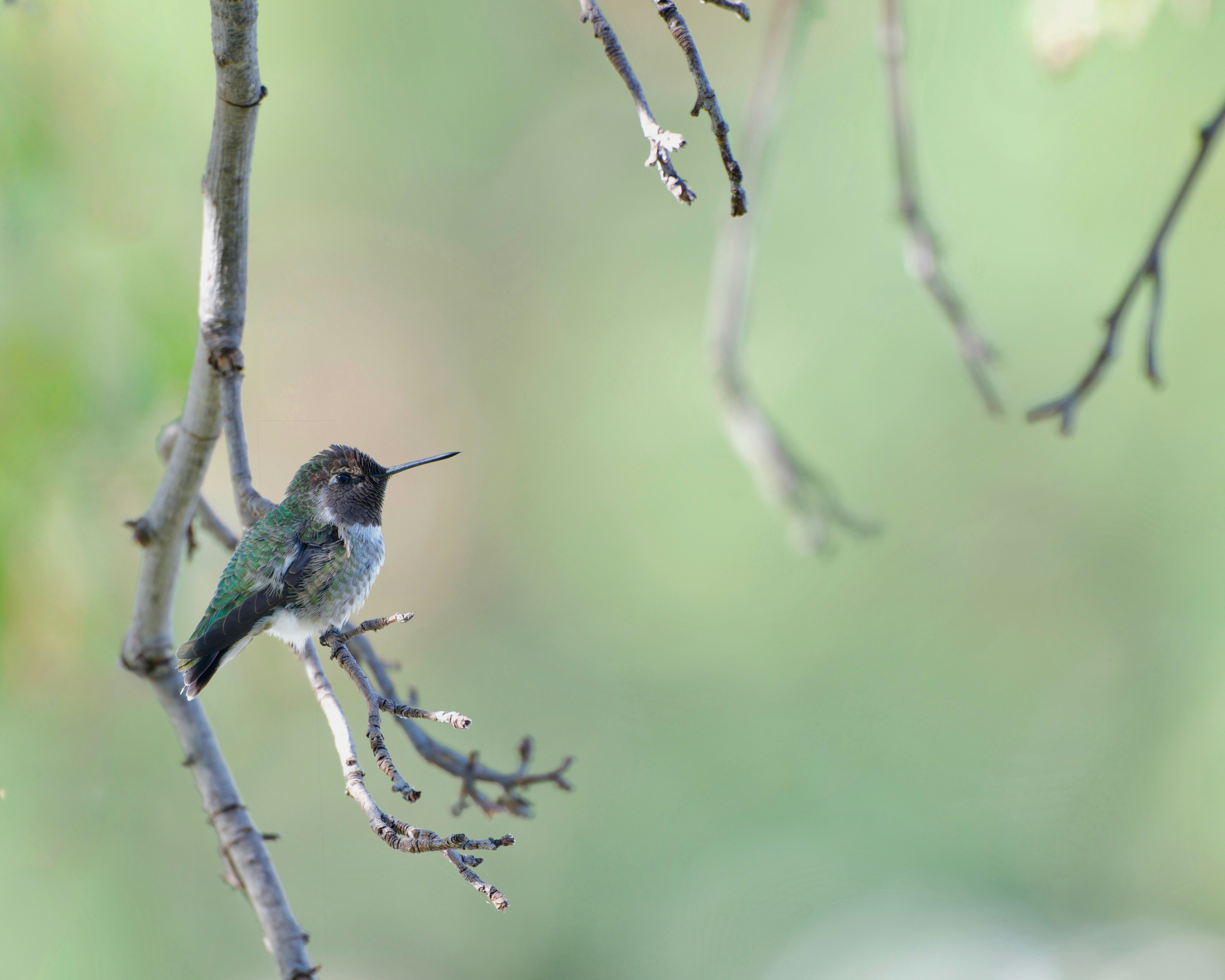 Vibrant hummingbird perched on twiggy branch with soft green bokeh background, highlighting delicate plumage and tiny beak.