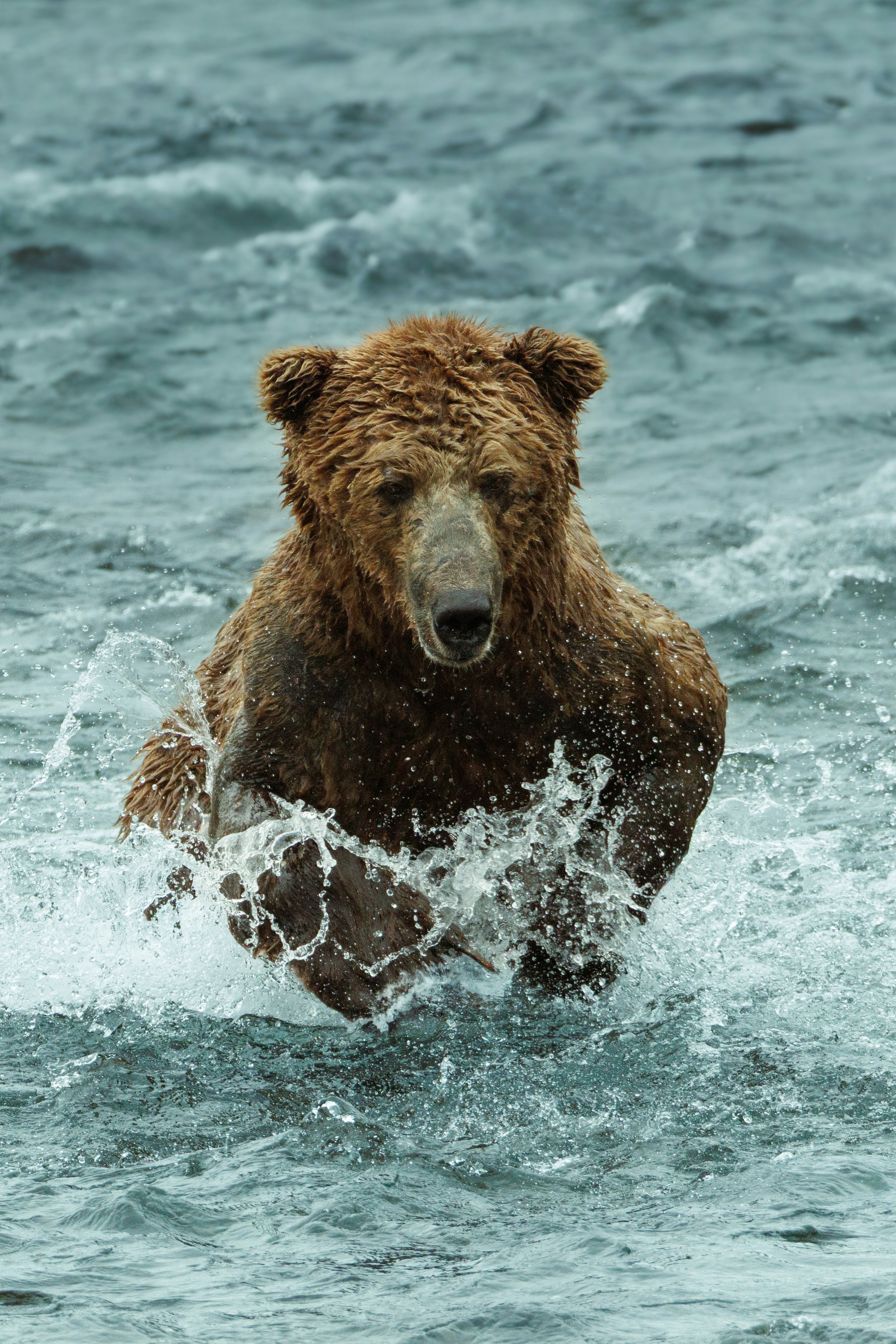 Brown Bear Emerges Through Shore Break