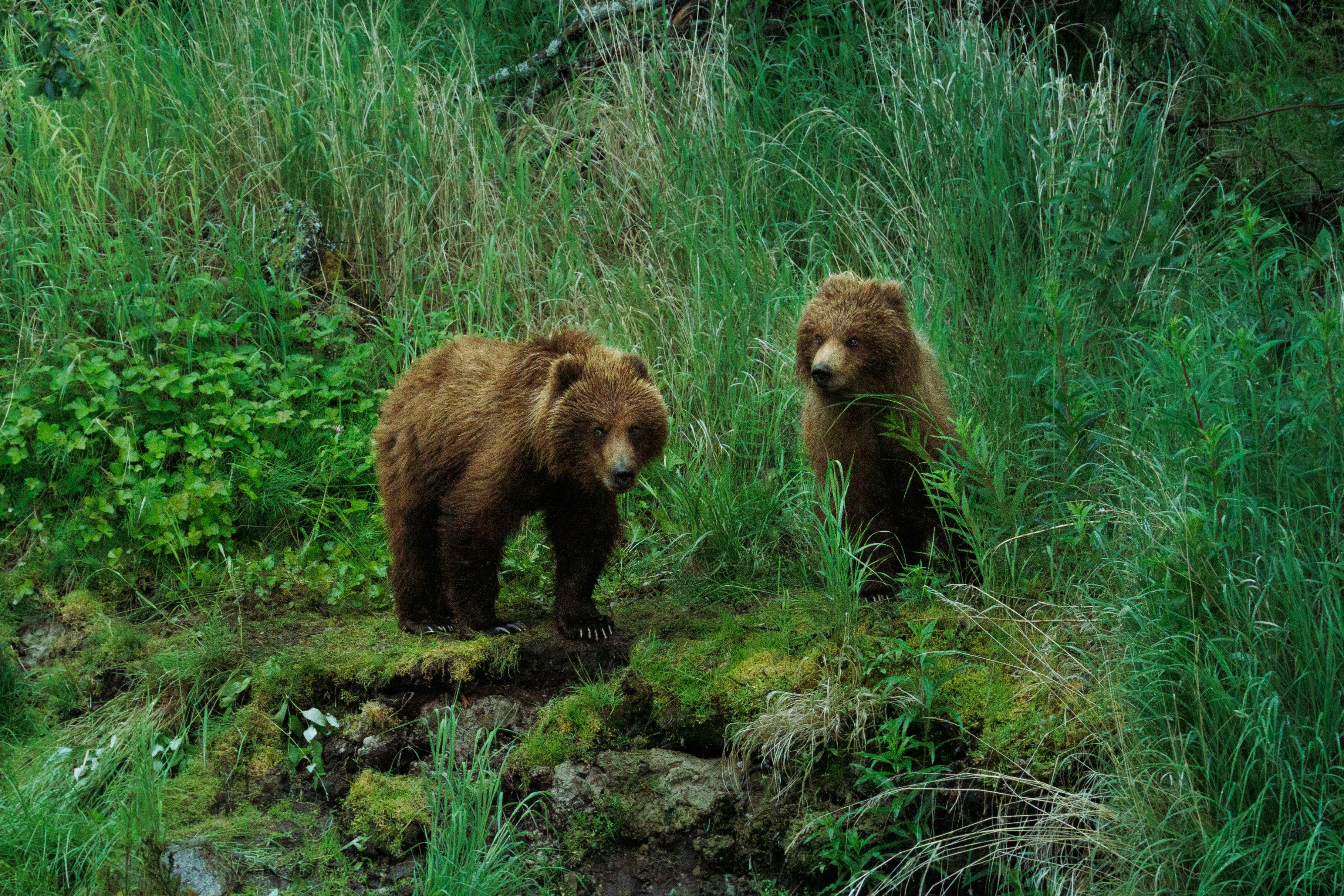Two Brown Bears Pause on a Mossy Riverbank