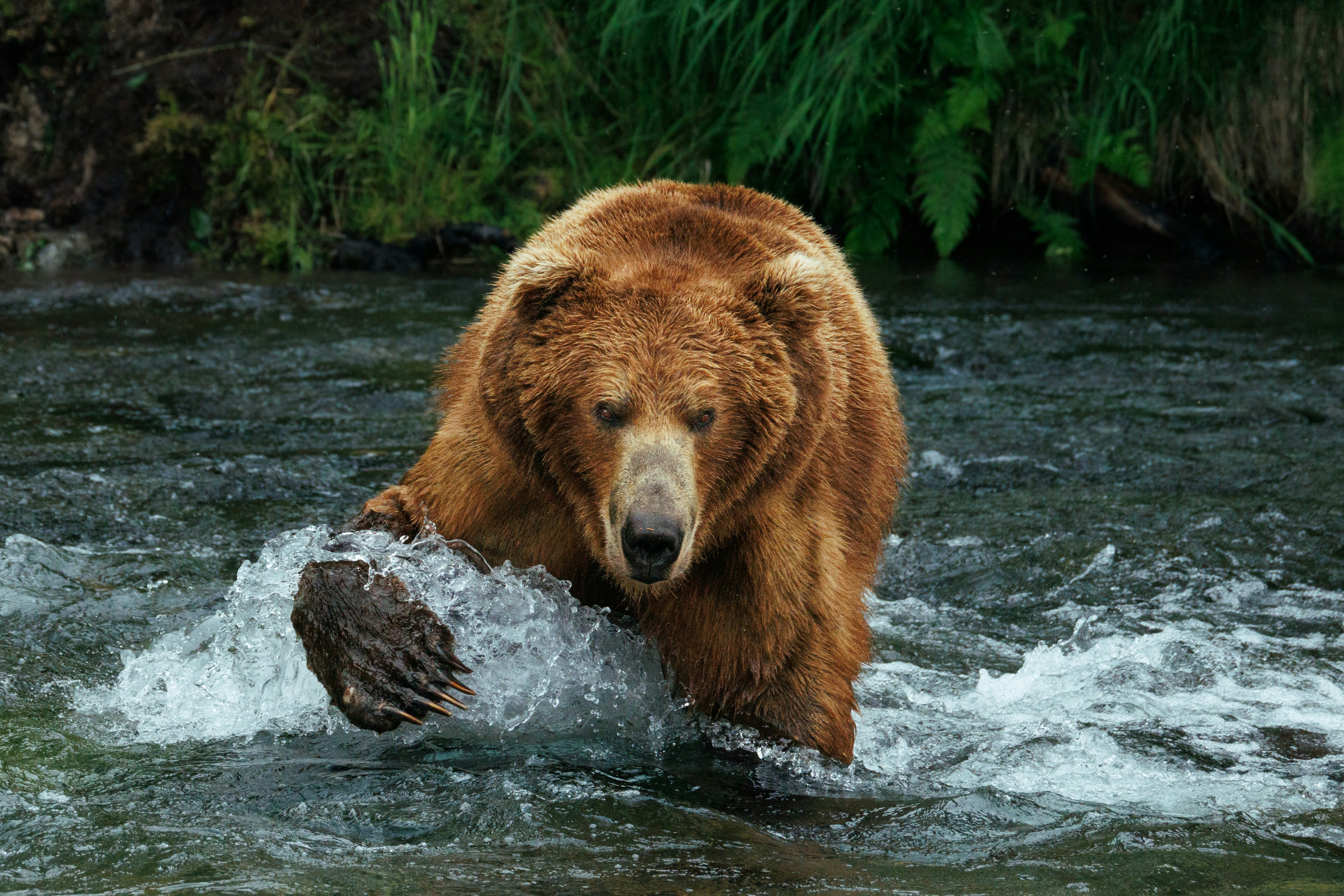 Riverbound Bear: Patience in the Currents