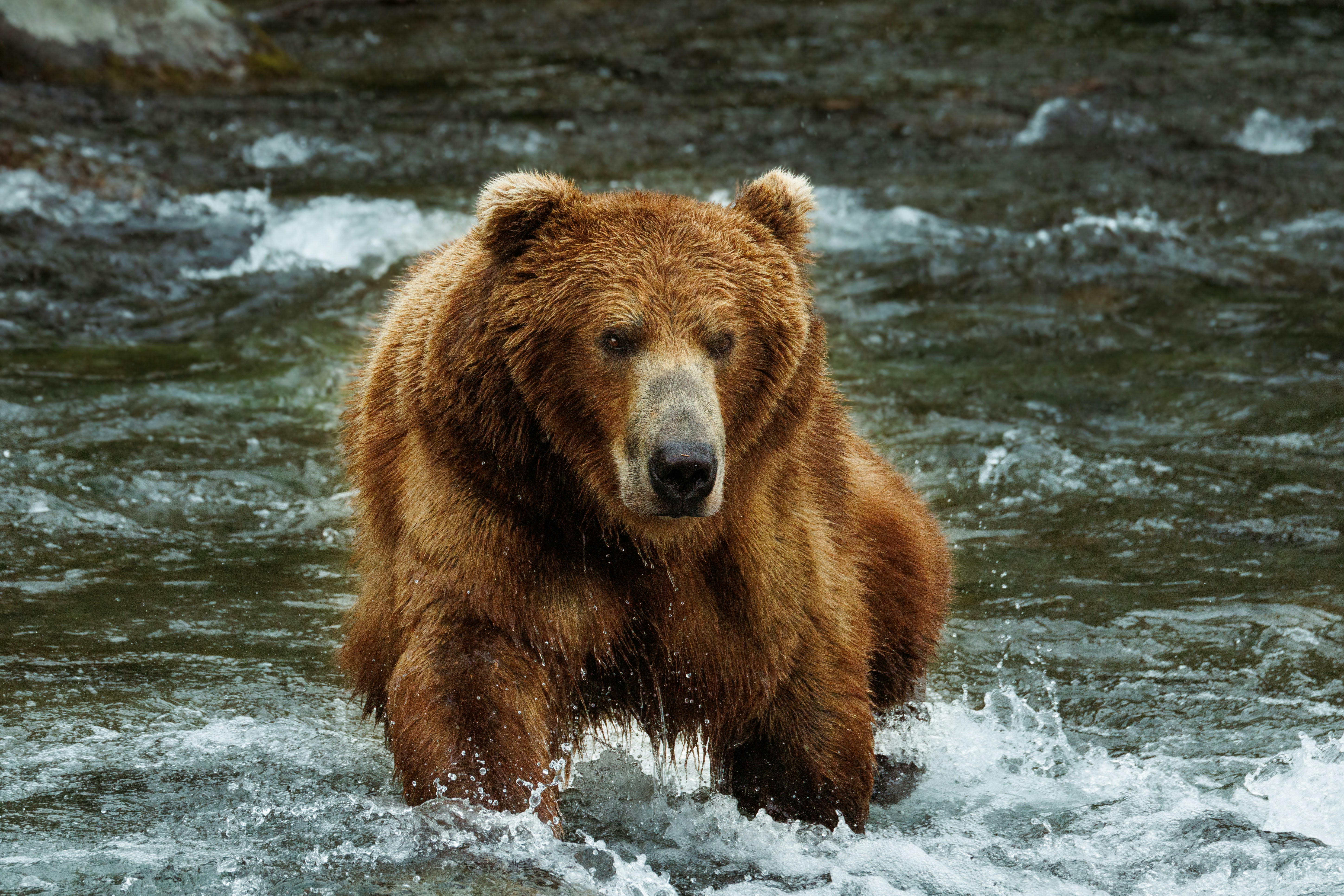 Bridge-Storm Bear Breaks Through the Rapids