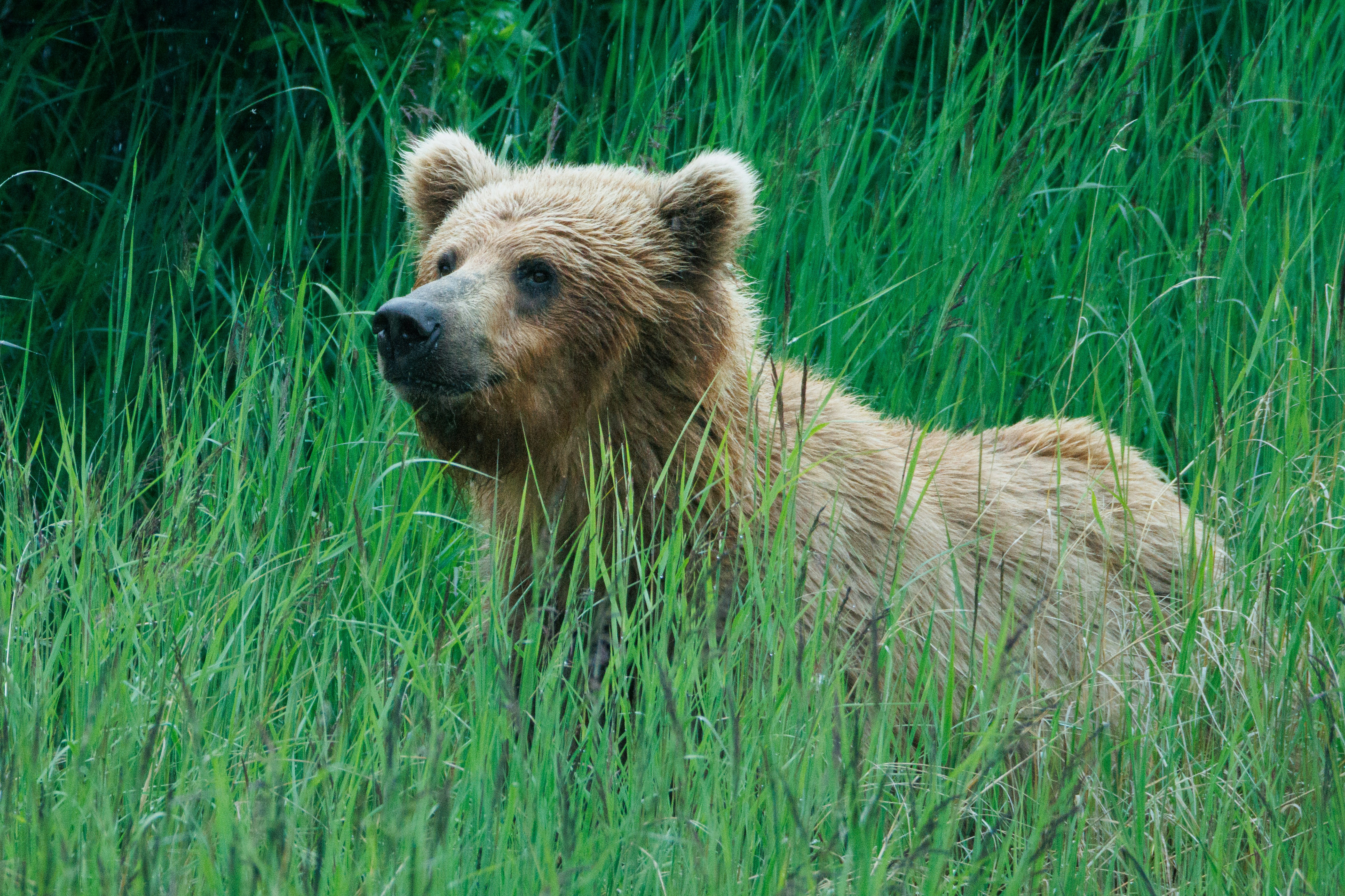 Grassy Watch: A Bear Cub Gaining Ground in Summer Greens