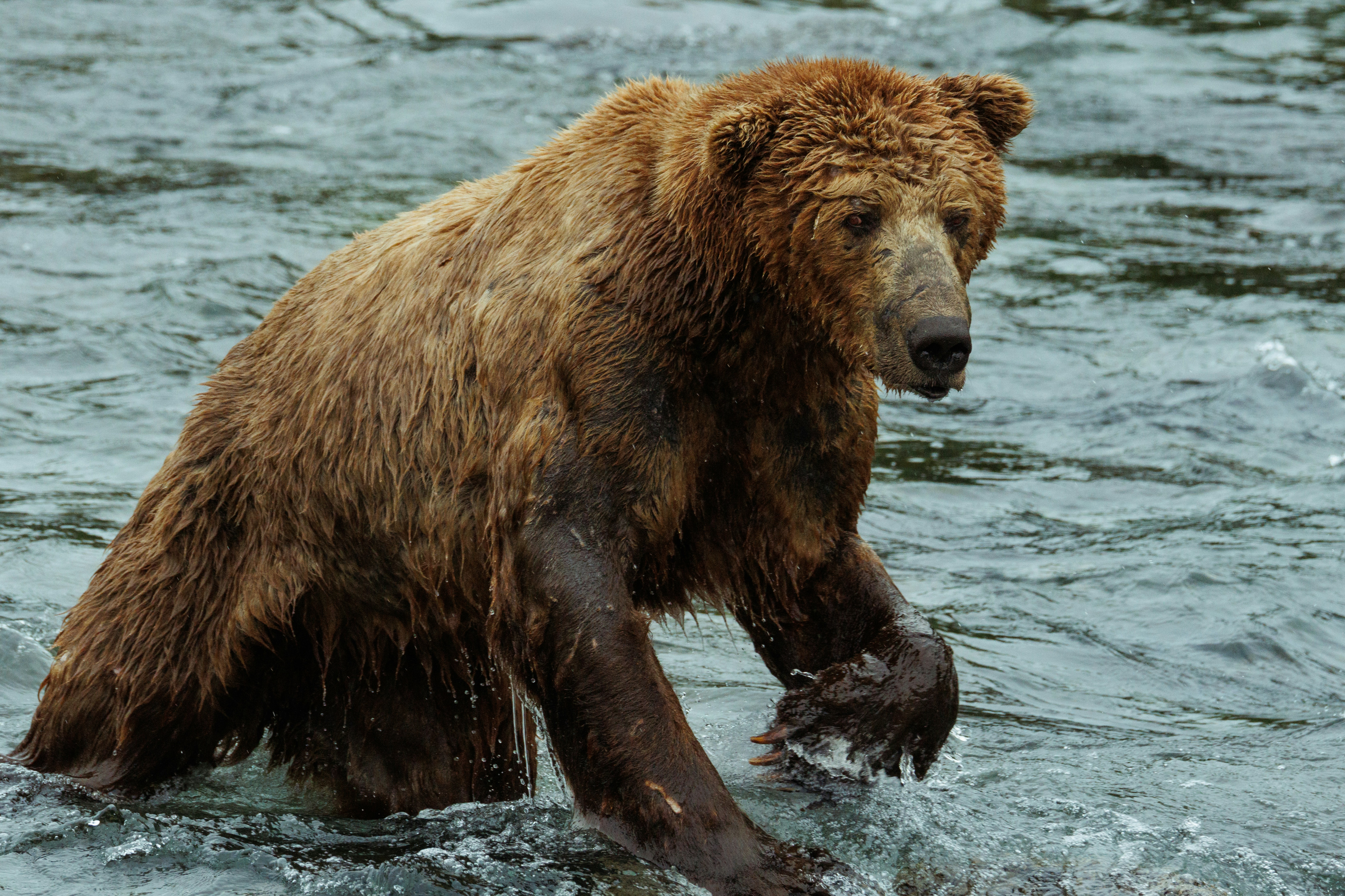 A large brown bear wading in a river.
