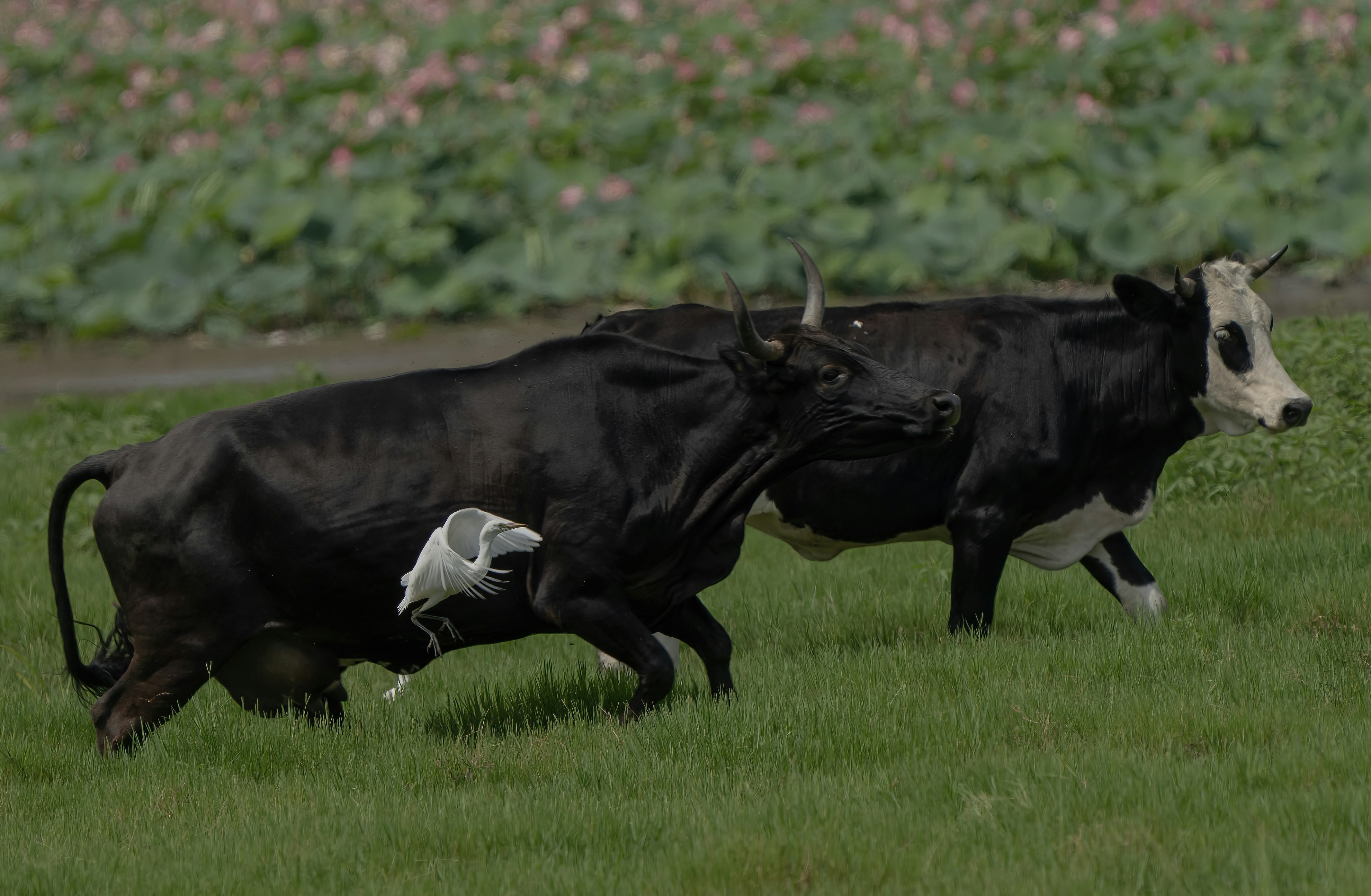 Charge of the Black and White: Cattle in Fast Pursuit Across a Green Field