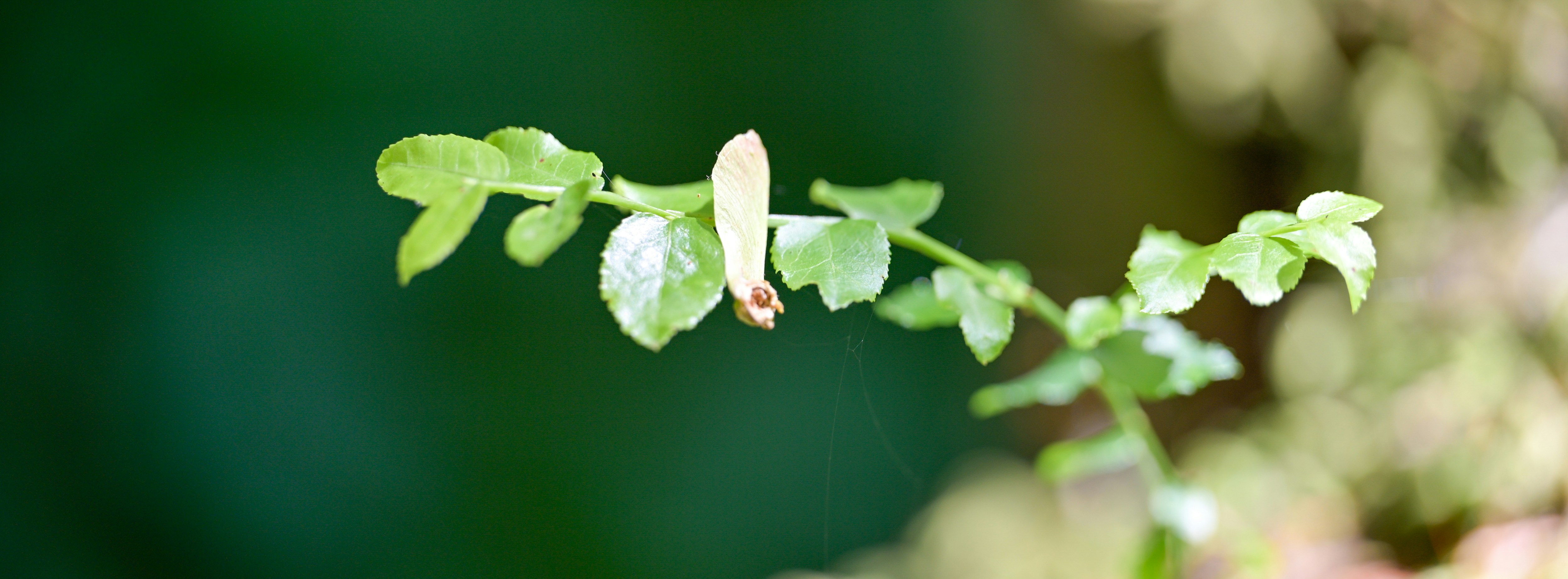 A Delicate Vine Bends Toward Light