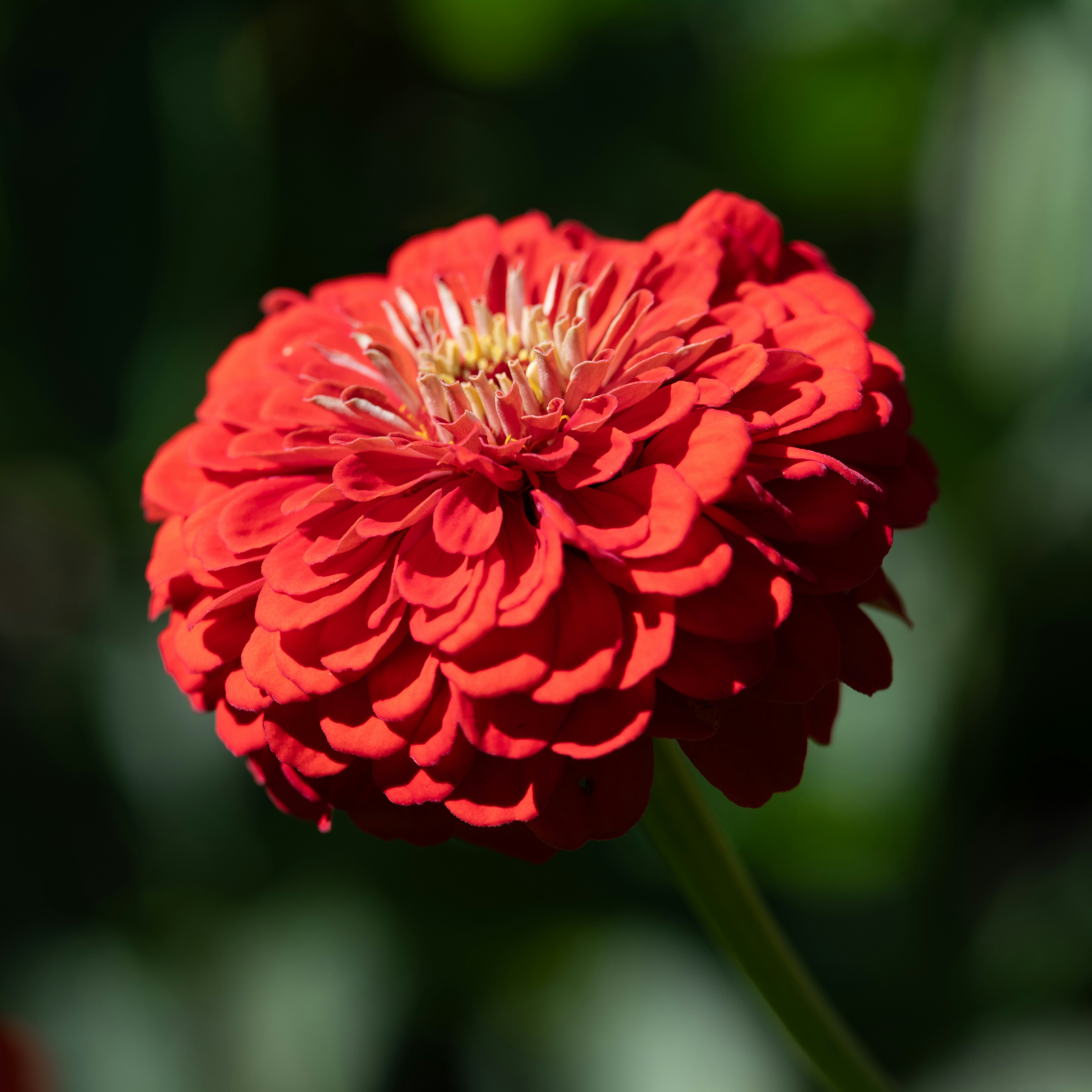 Crimson Pavé: a Coral-Red Petal Carousel in Bold Sun
