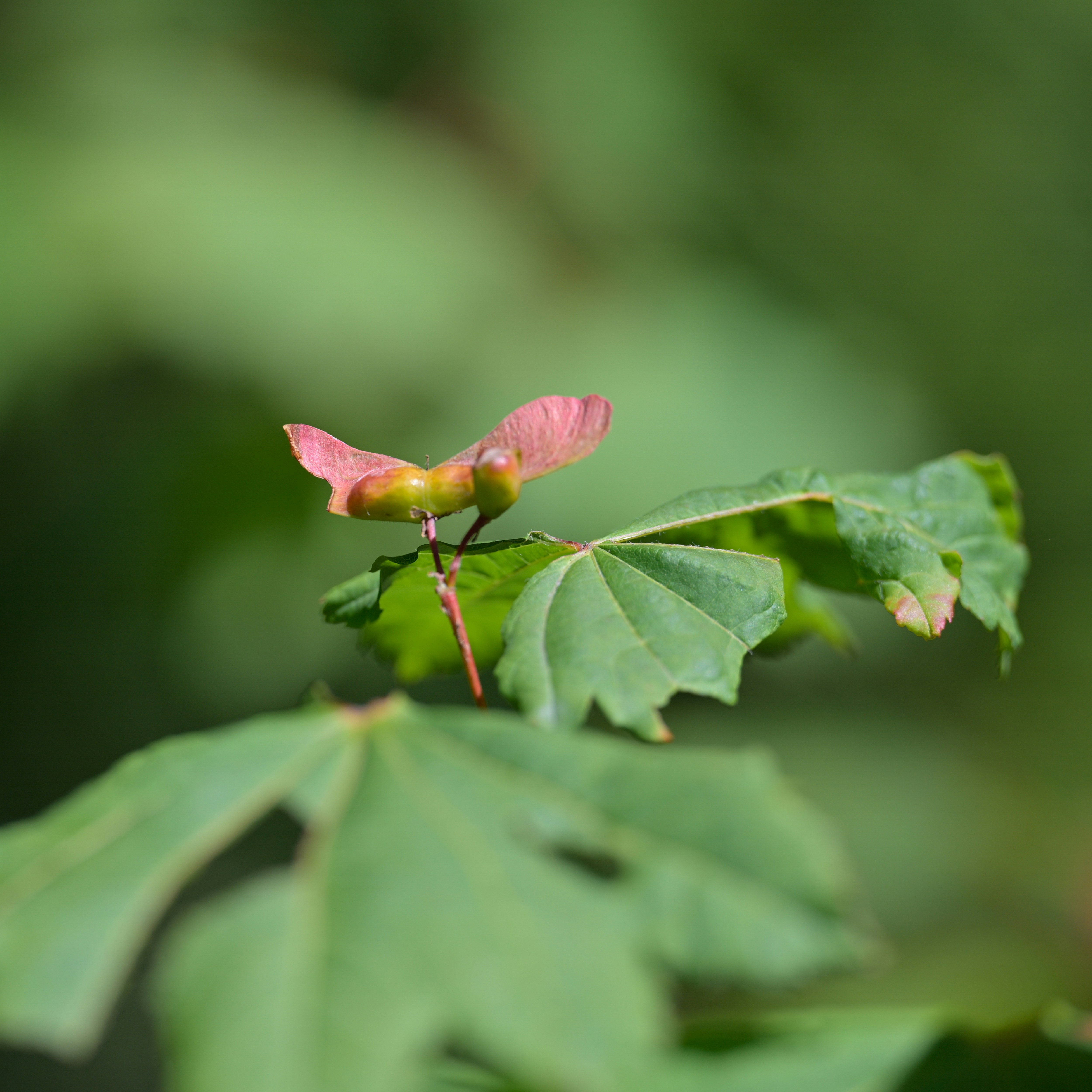 Close-Up of a Red-Handled Leaf Petal in Soft Woodland Light