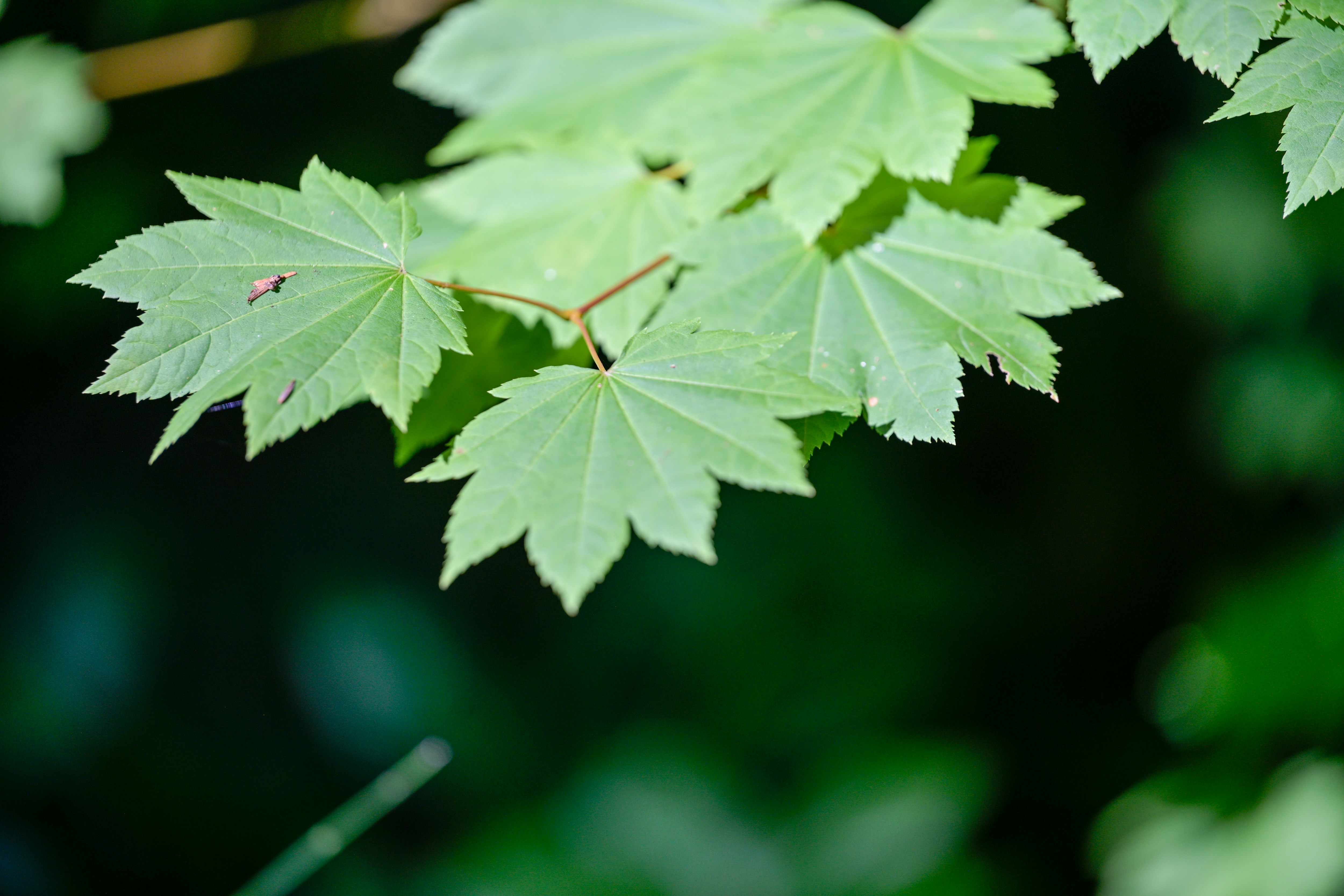 Emerald Palm: Leaflets in Quiet Focus