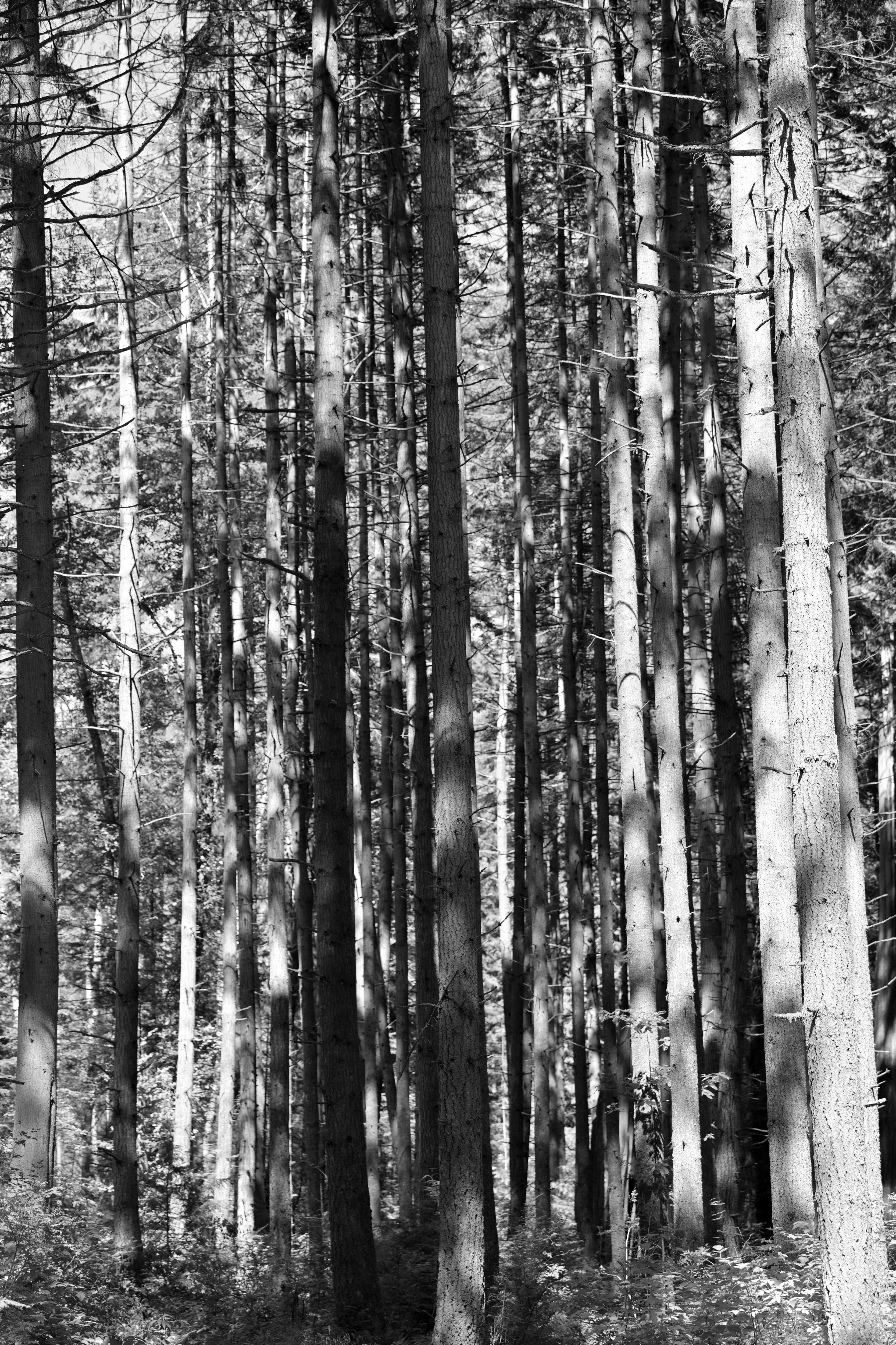 Monochrome Pines: a Quiet Corridor through the Forest