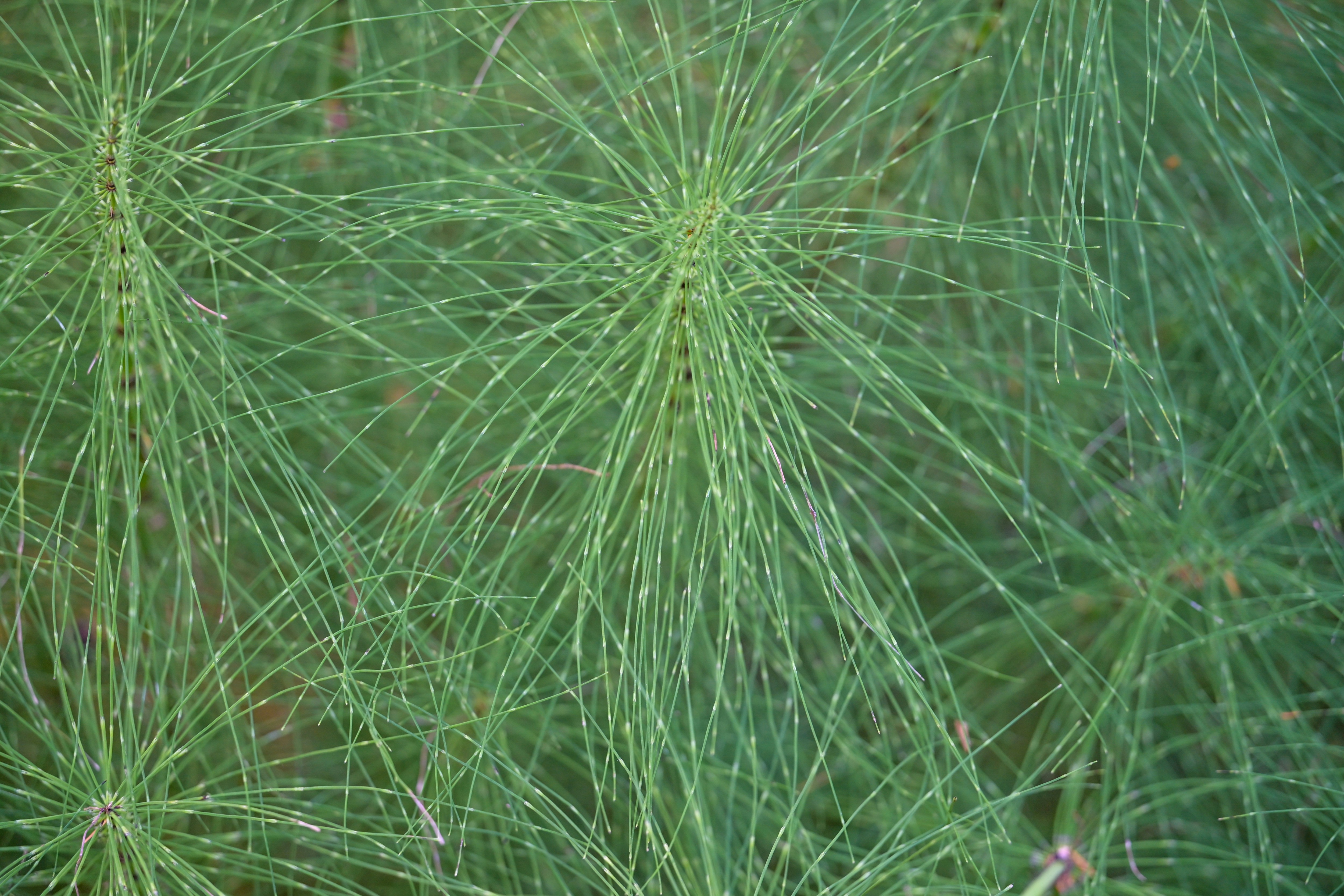 Radiant Green Network: Close-up of Needle-like Fern Foliage