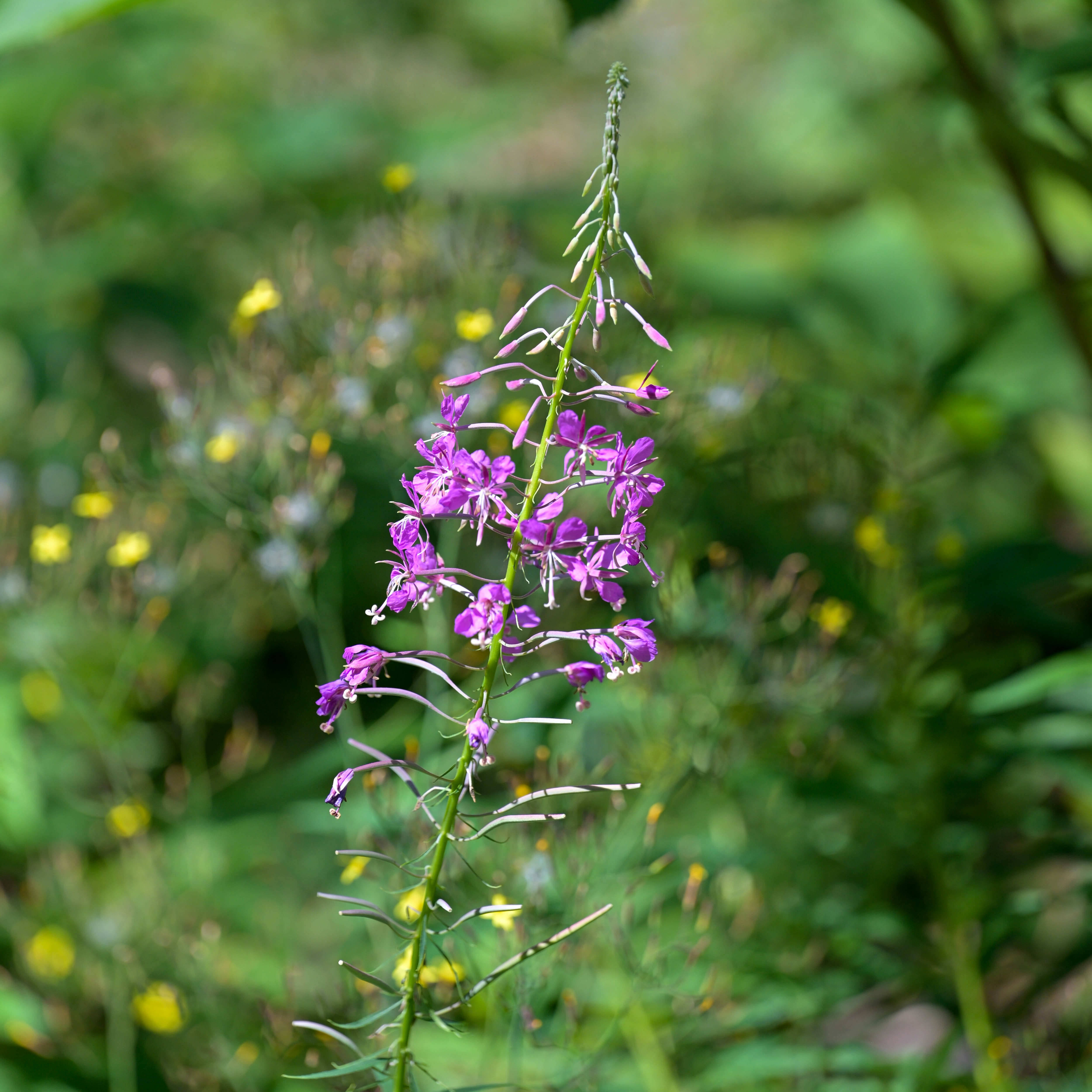 Crystalline Blooms on a Green Stage