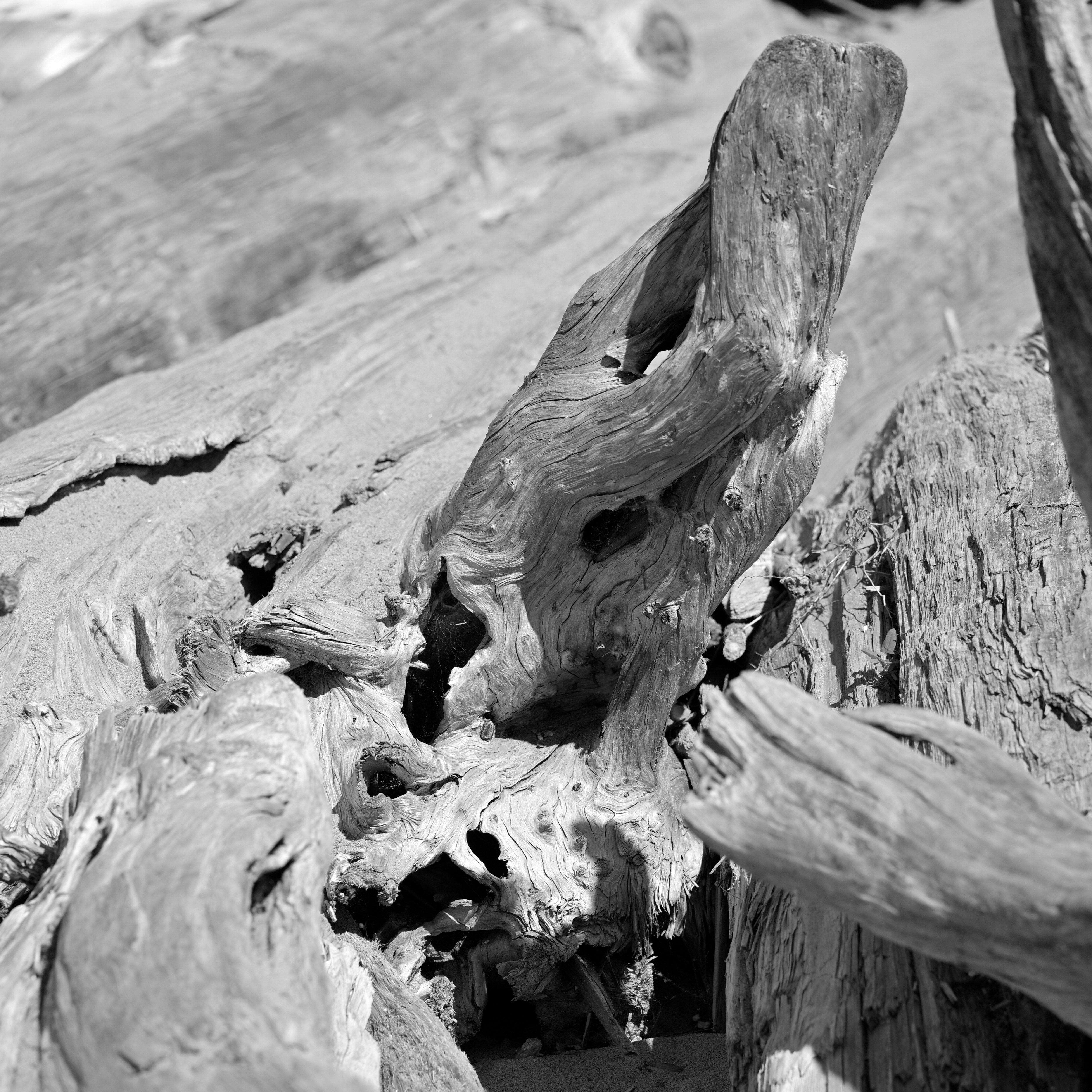 Weathered Drift: A Shaped Timber Scene Carved by Time