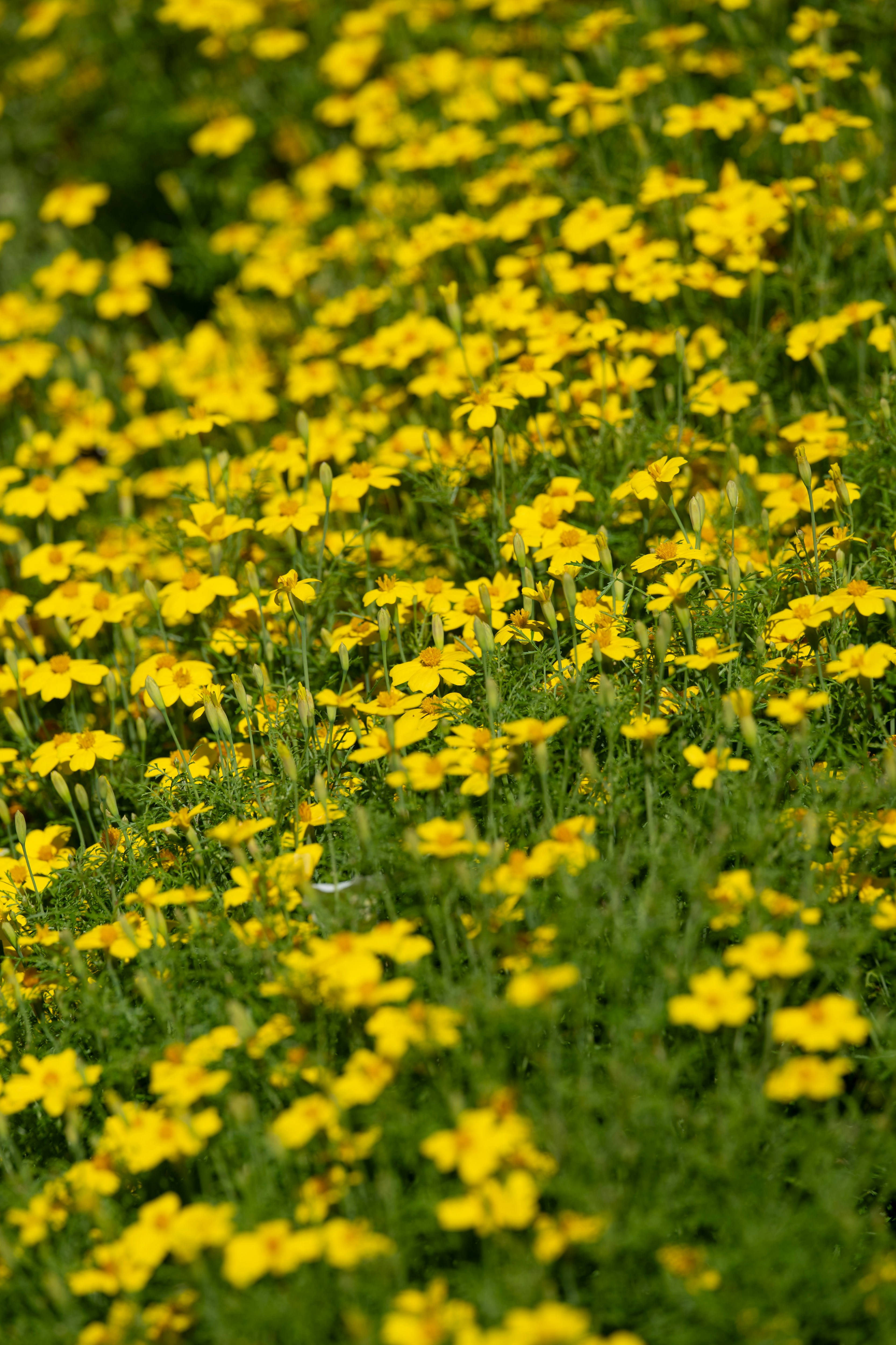 Field of Sunlit Petals: A Sea of Yellow Cornflowers Dune-like Brush