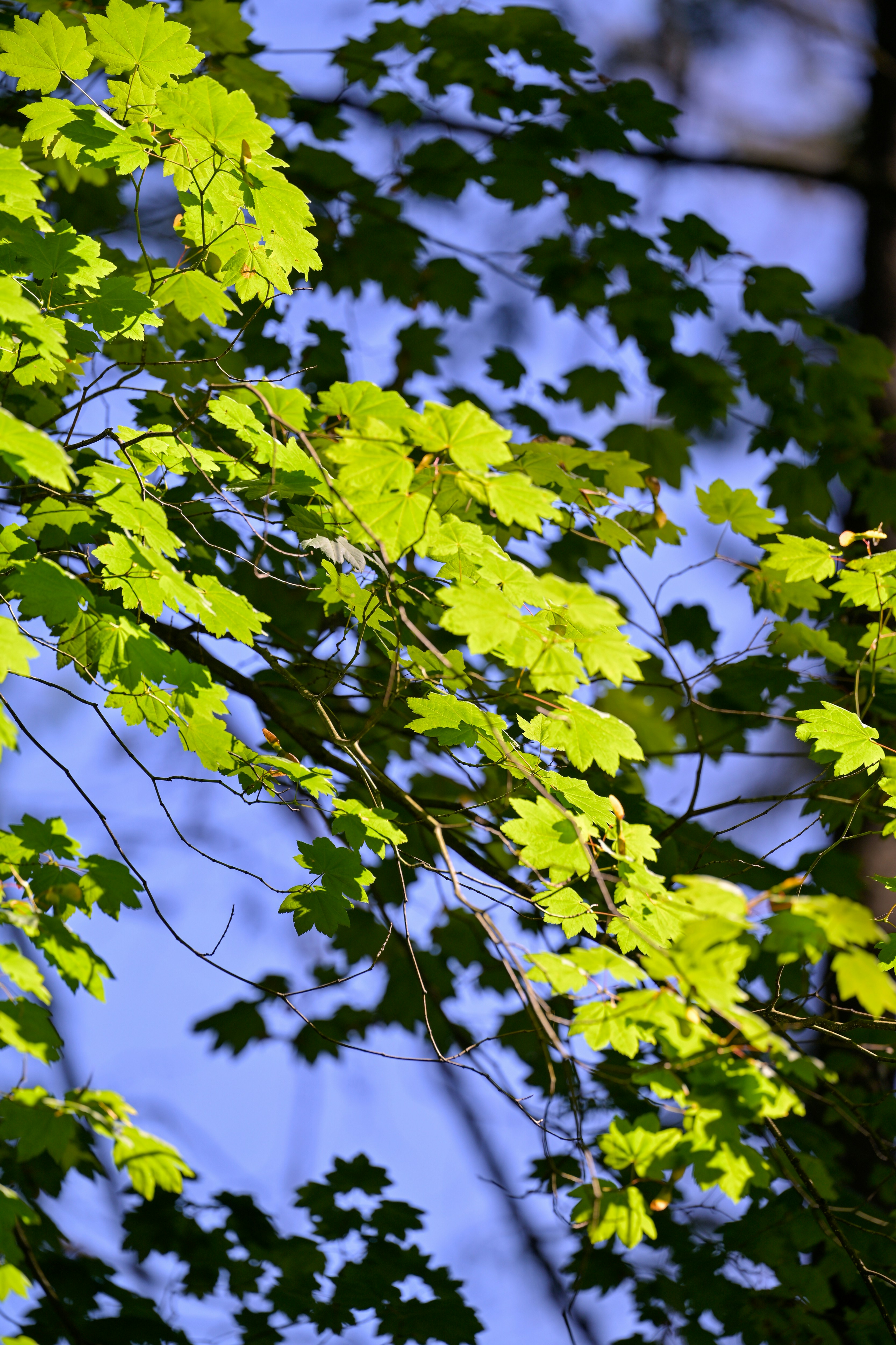 Sunlit Maple Canopy: Fresh Green Accents Against a Blue Sky