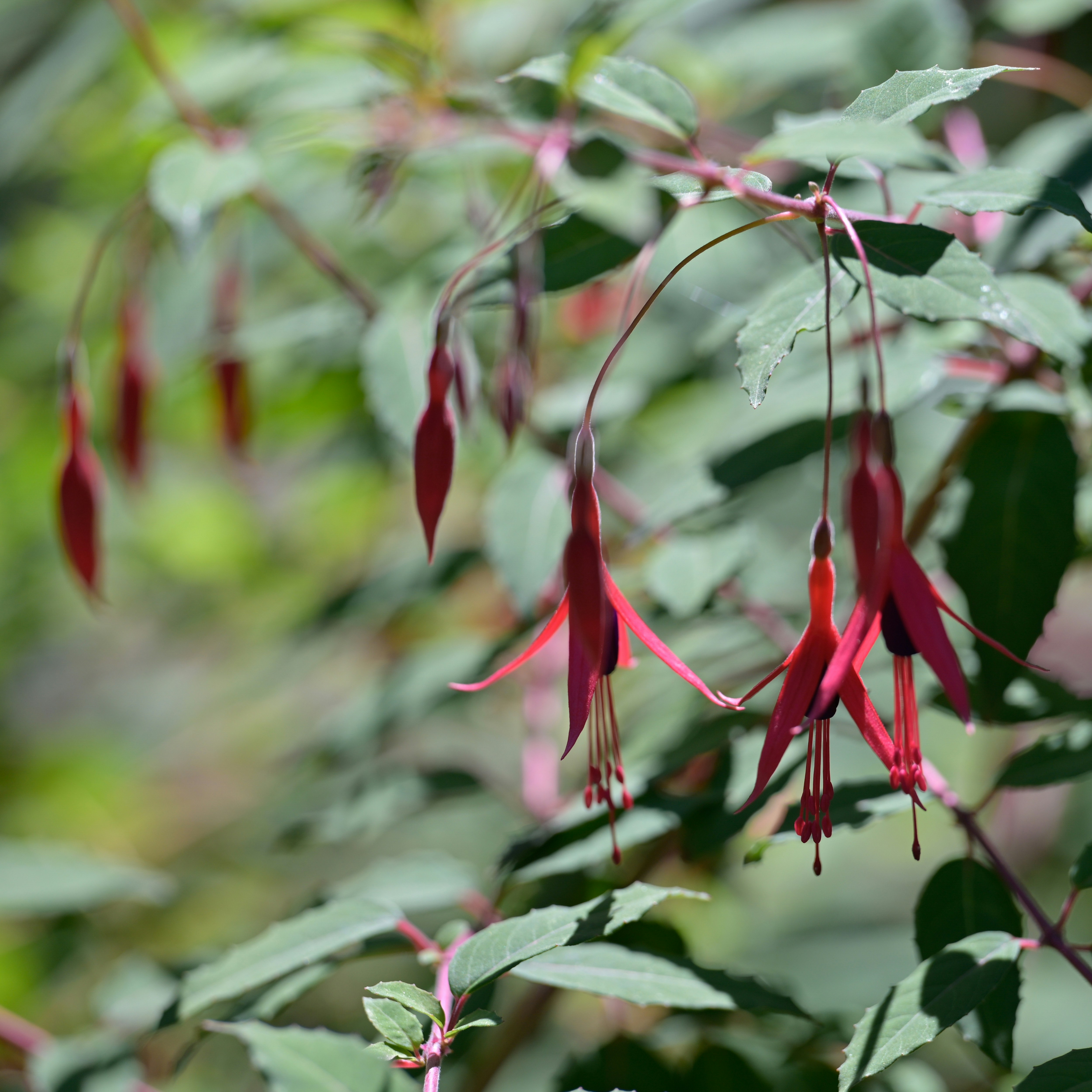 Crimson Fuchsia Dangles in Soft Fall Light
