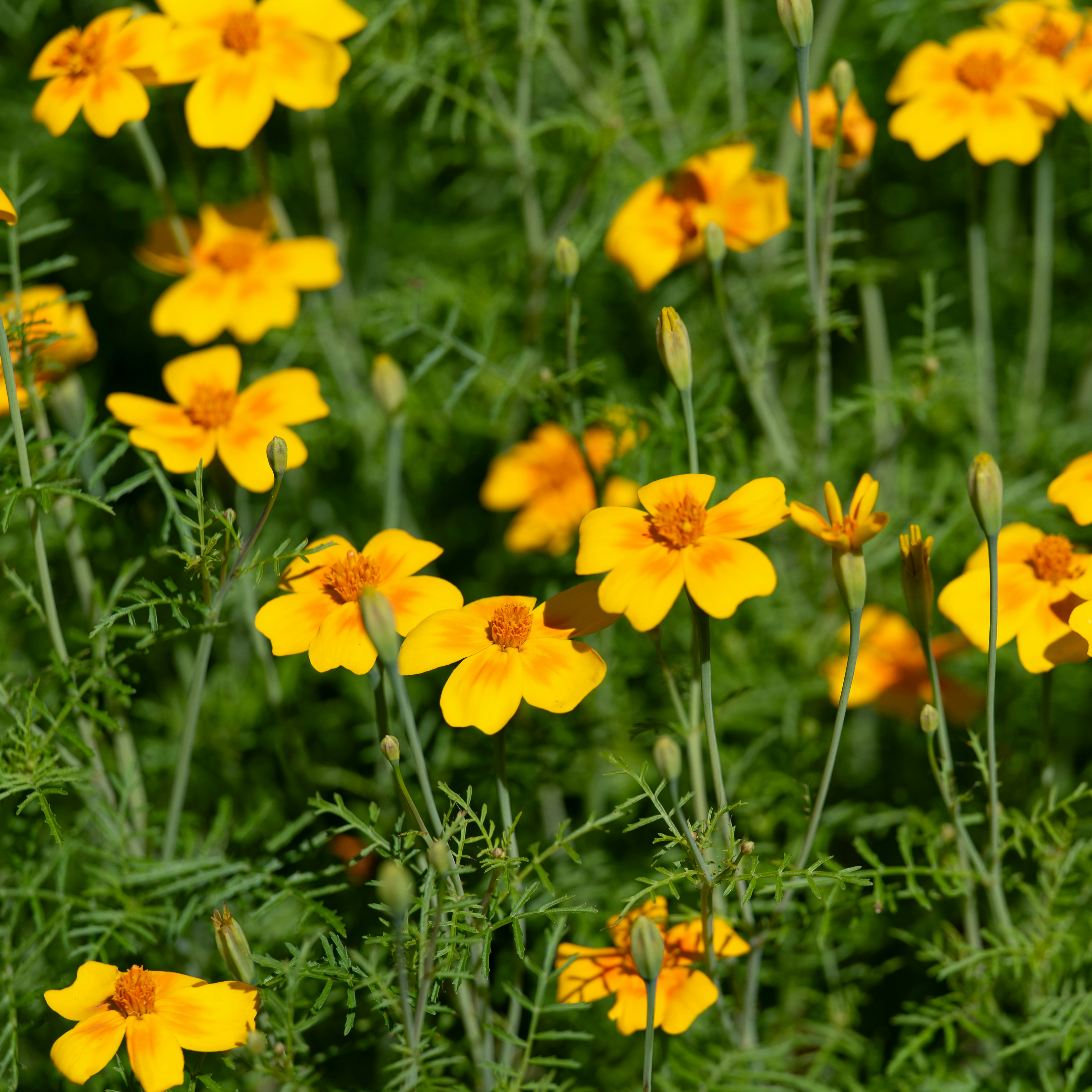 Sunlit Golden Cosmos: A Meadow of Bright Five-Petaled Blooms