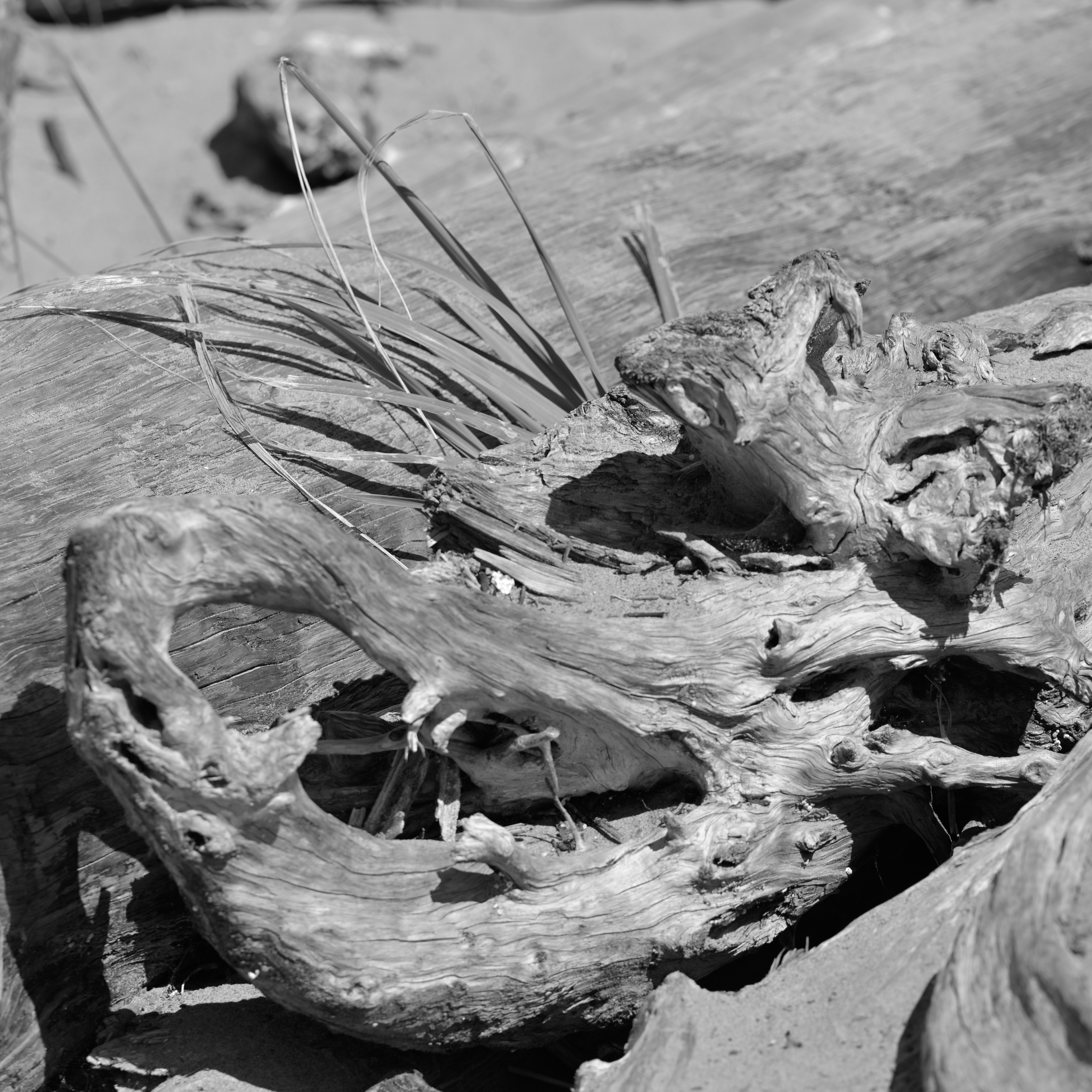 Driftwood relic on a sunlit shore with weathered bone shapes