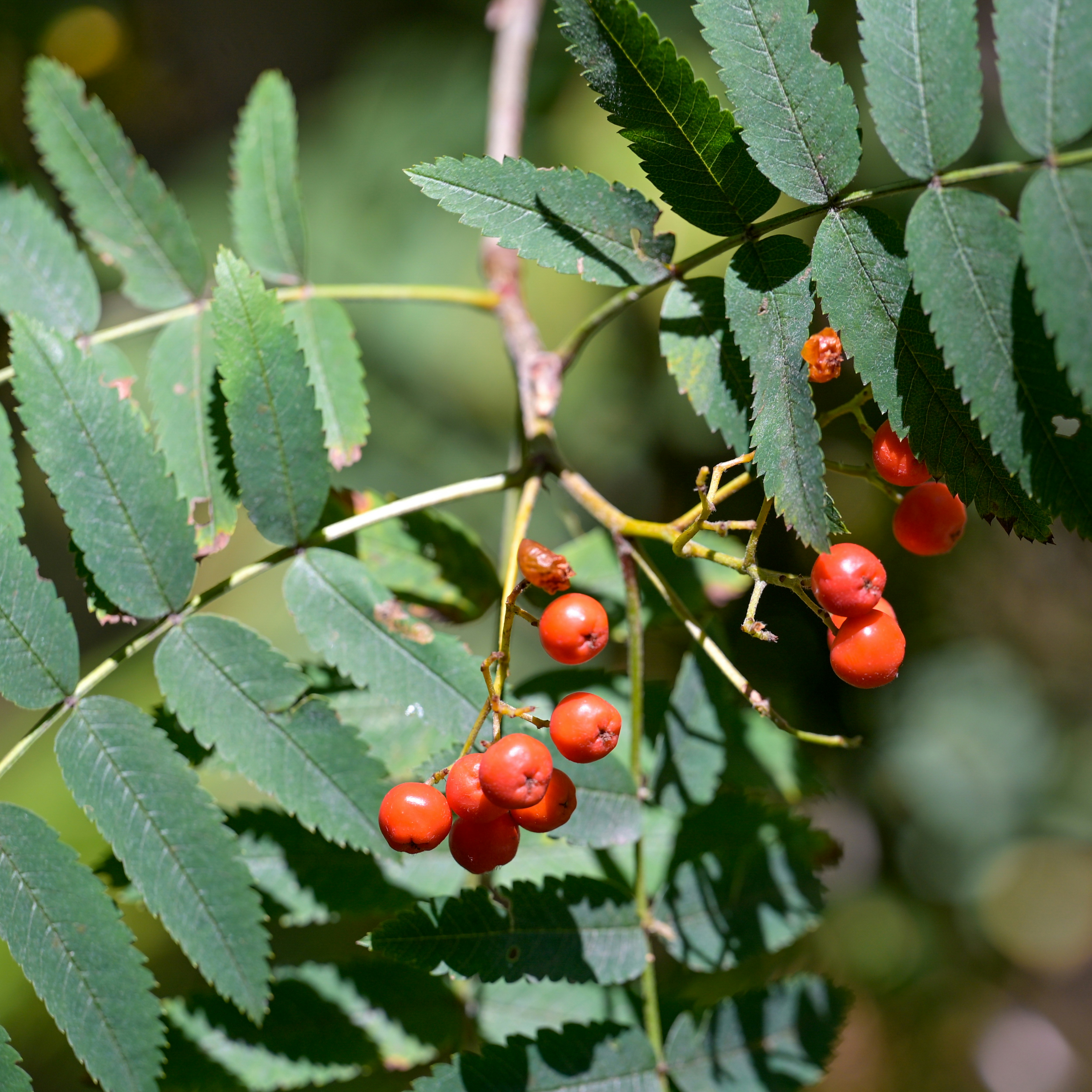 Bright Red Berries on a Fern-like Branch in Sunlit Garden