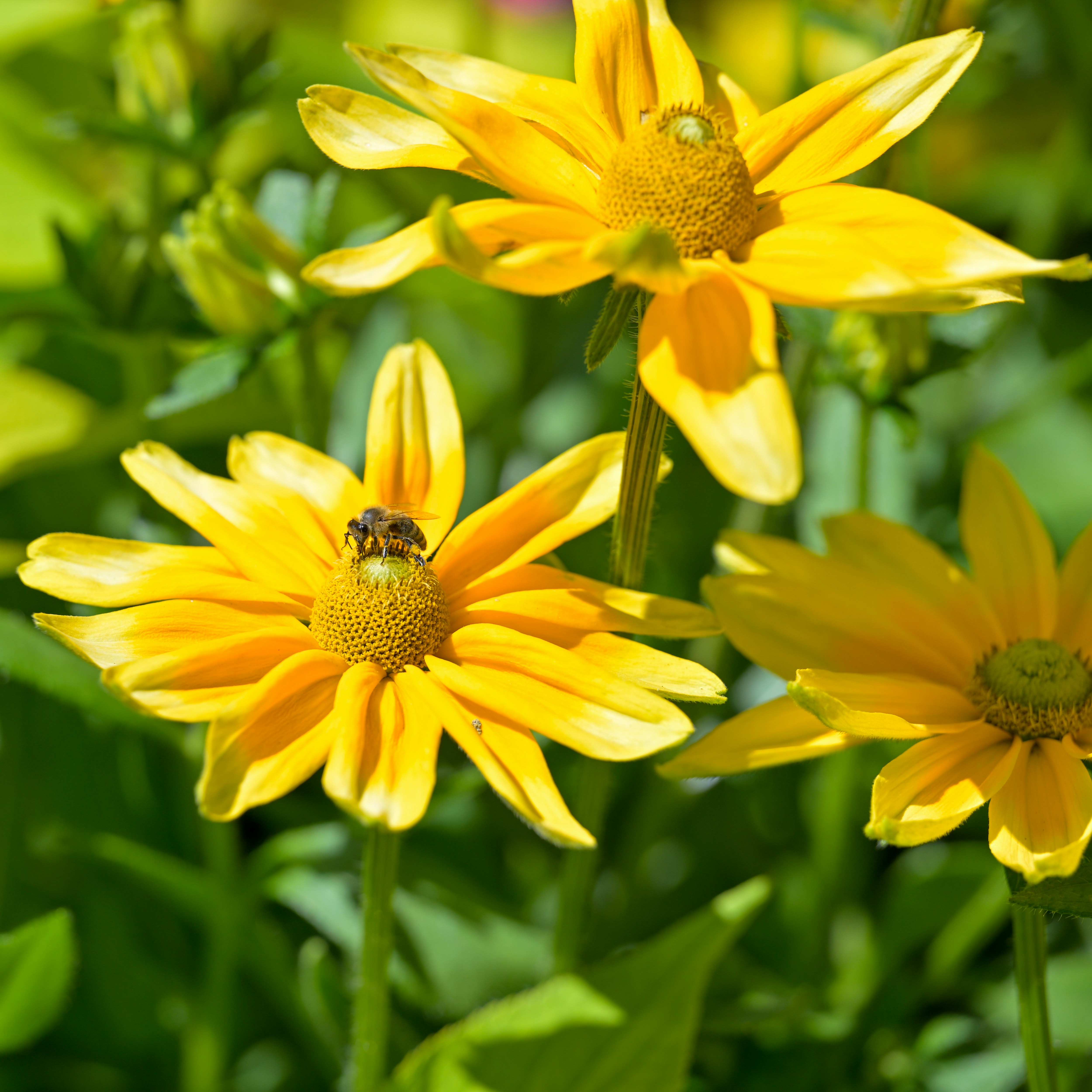 Bee on a Sunlit Daisy: Golden Petals and Pollinator in Focus