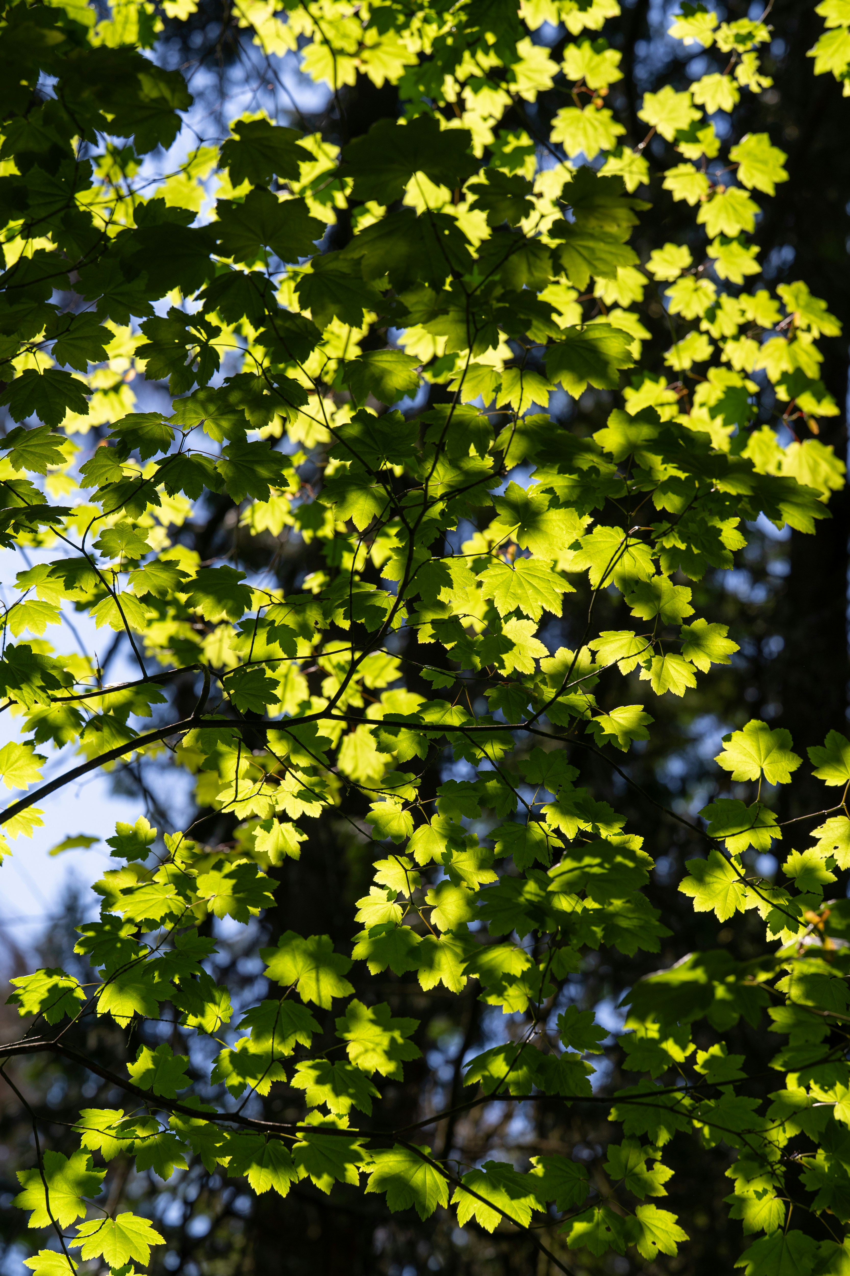 Sunlit Maple Canopy: Emerald Veins Against a Shadowed Forest