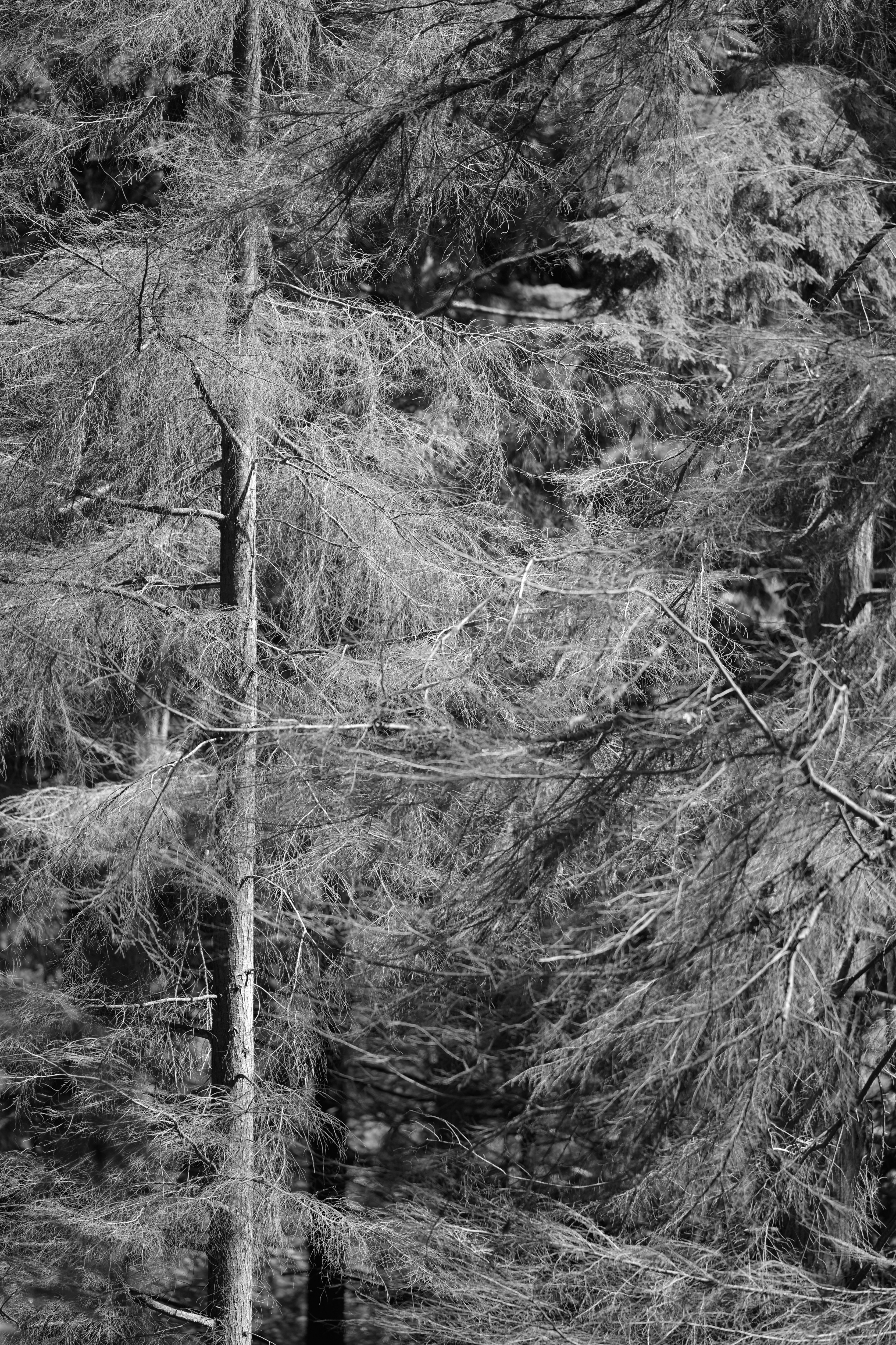 Silent Pines in Monochrome: Winter Branches Reach for Light