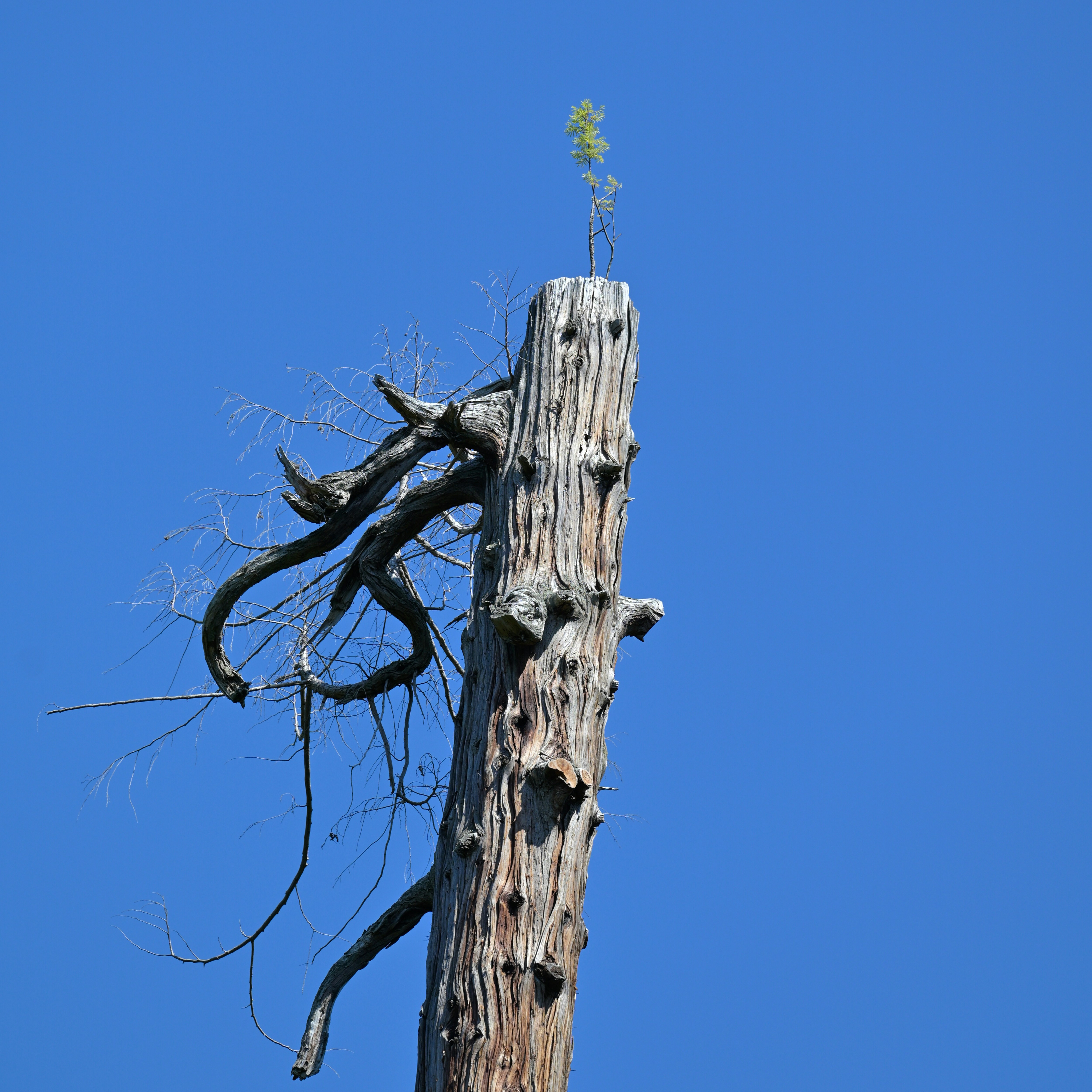 Upright Sentinel: A Weathered Trunk Reaching for the Sky