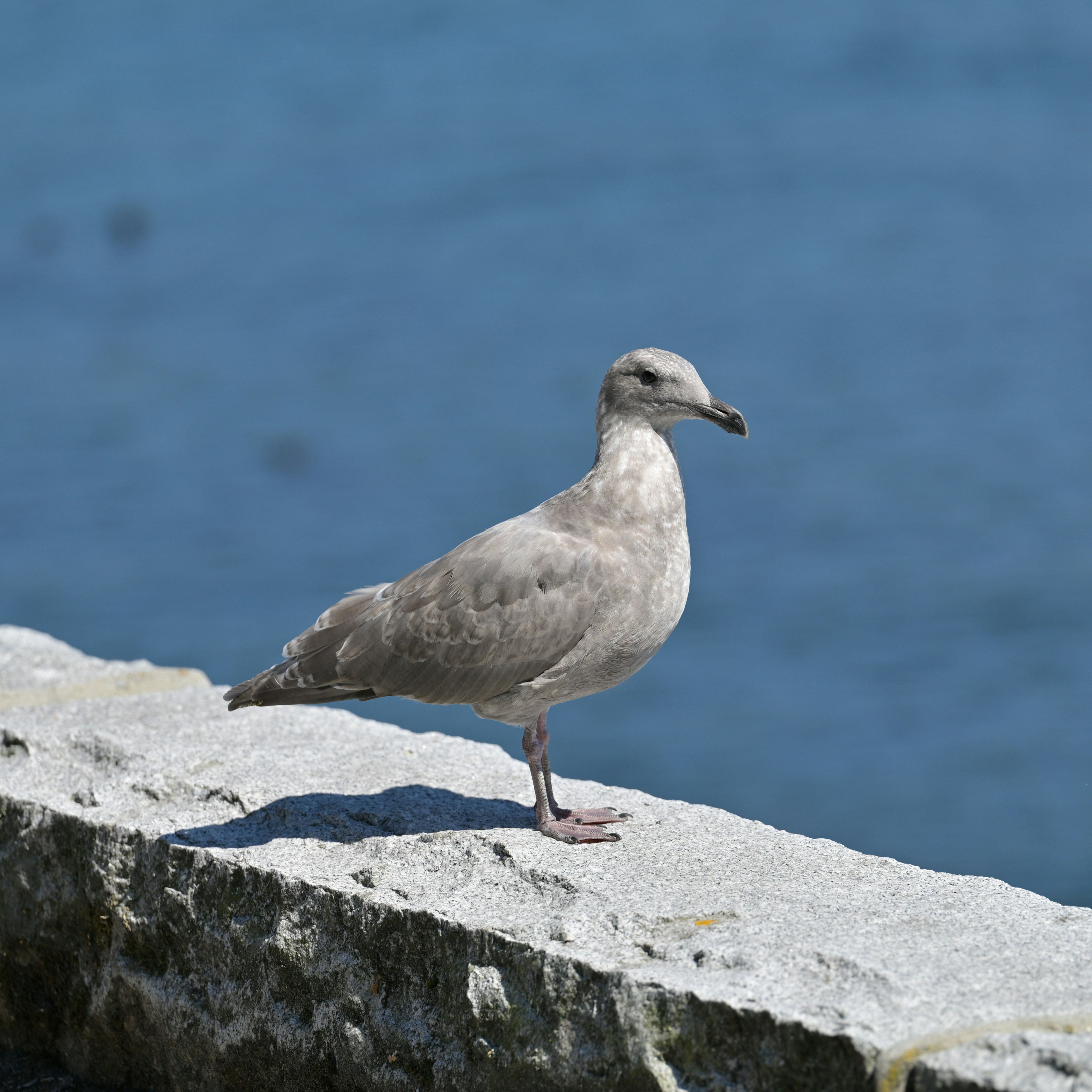 Rover on the Pier: A Grey Gull Pausing Over Sunlit Stone