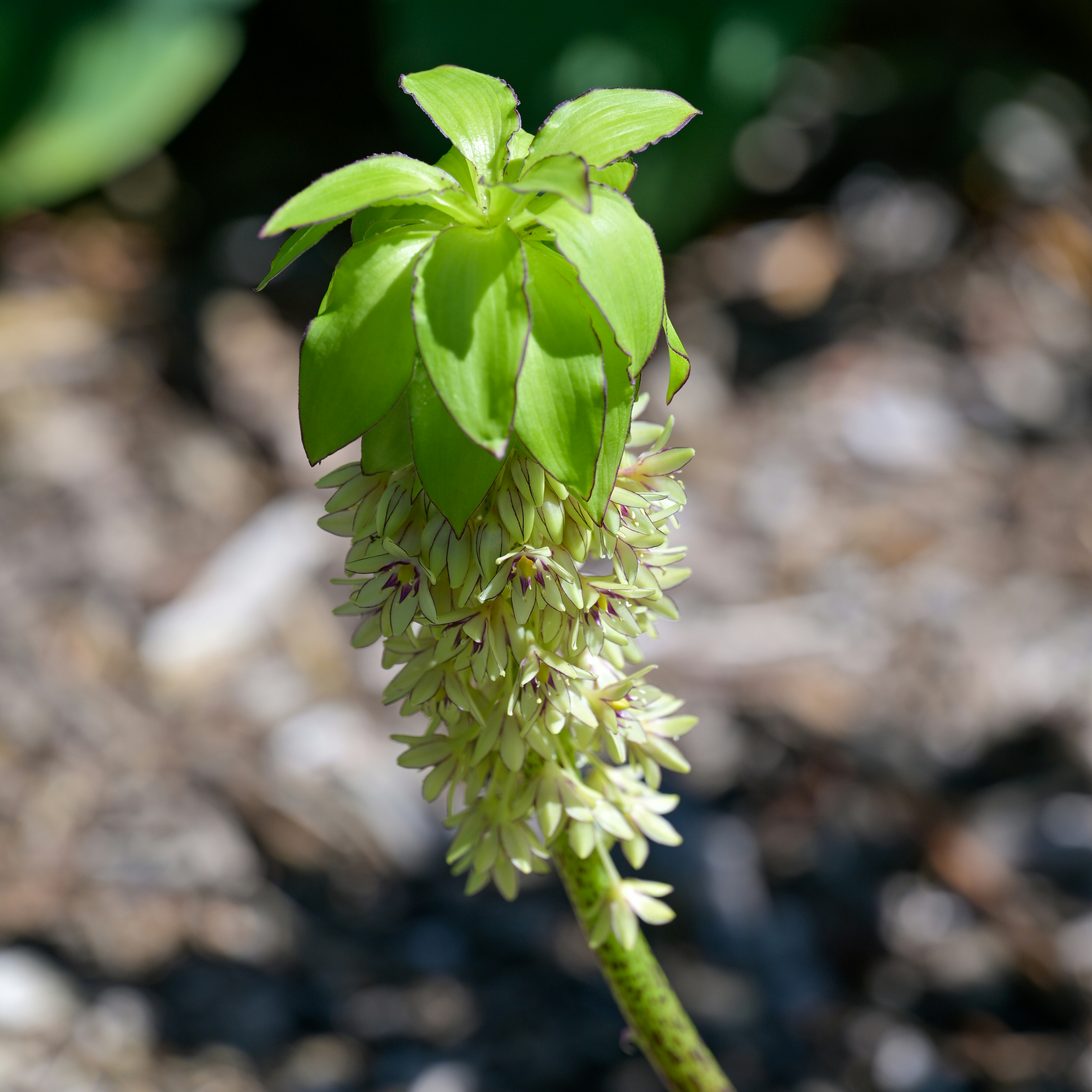 Emerald Spike: A Young Shoot with Fragrant Tender Tip