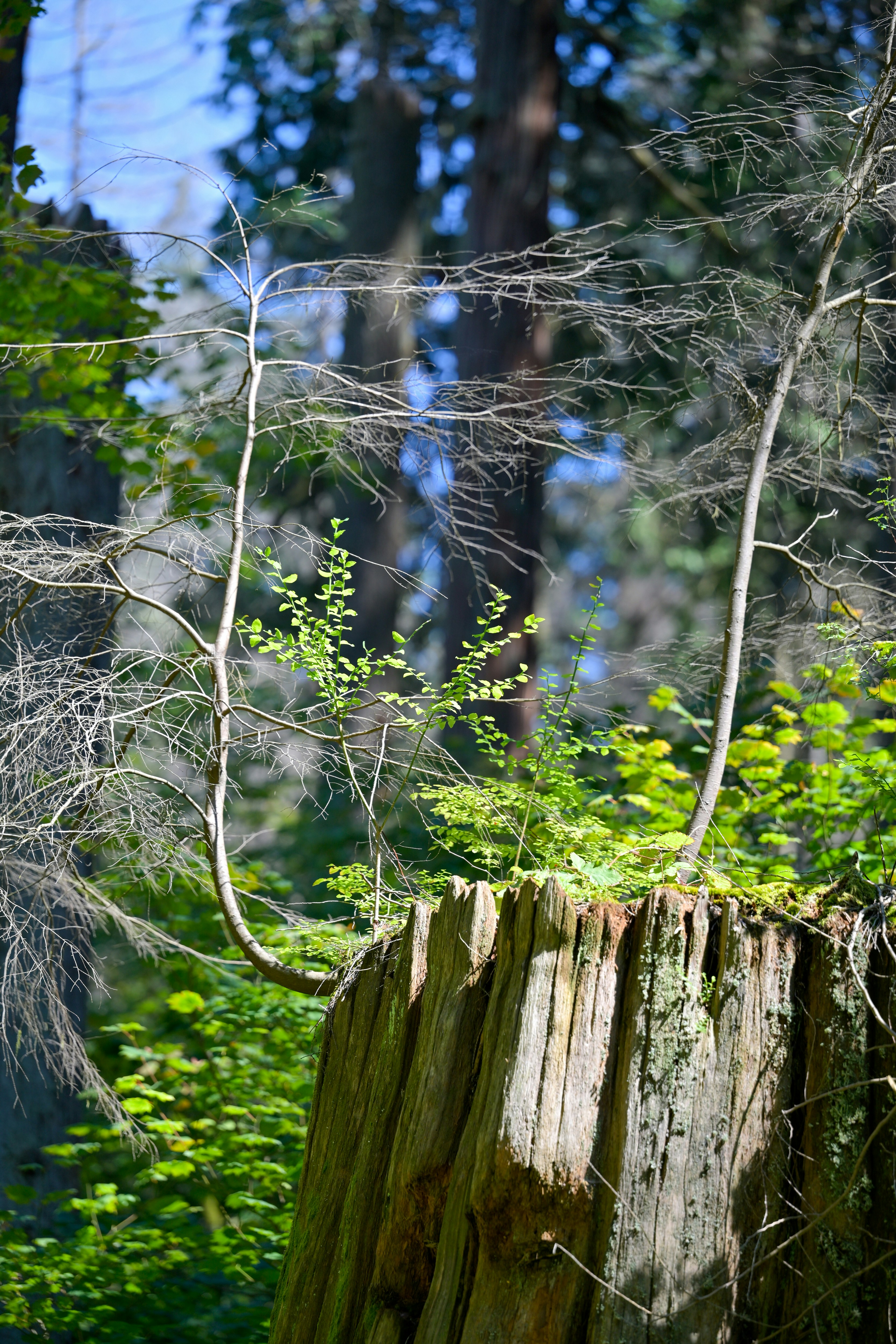 Emerald Glow on a Weathered Stump