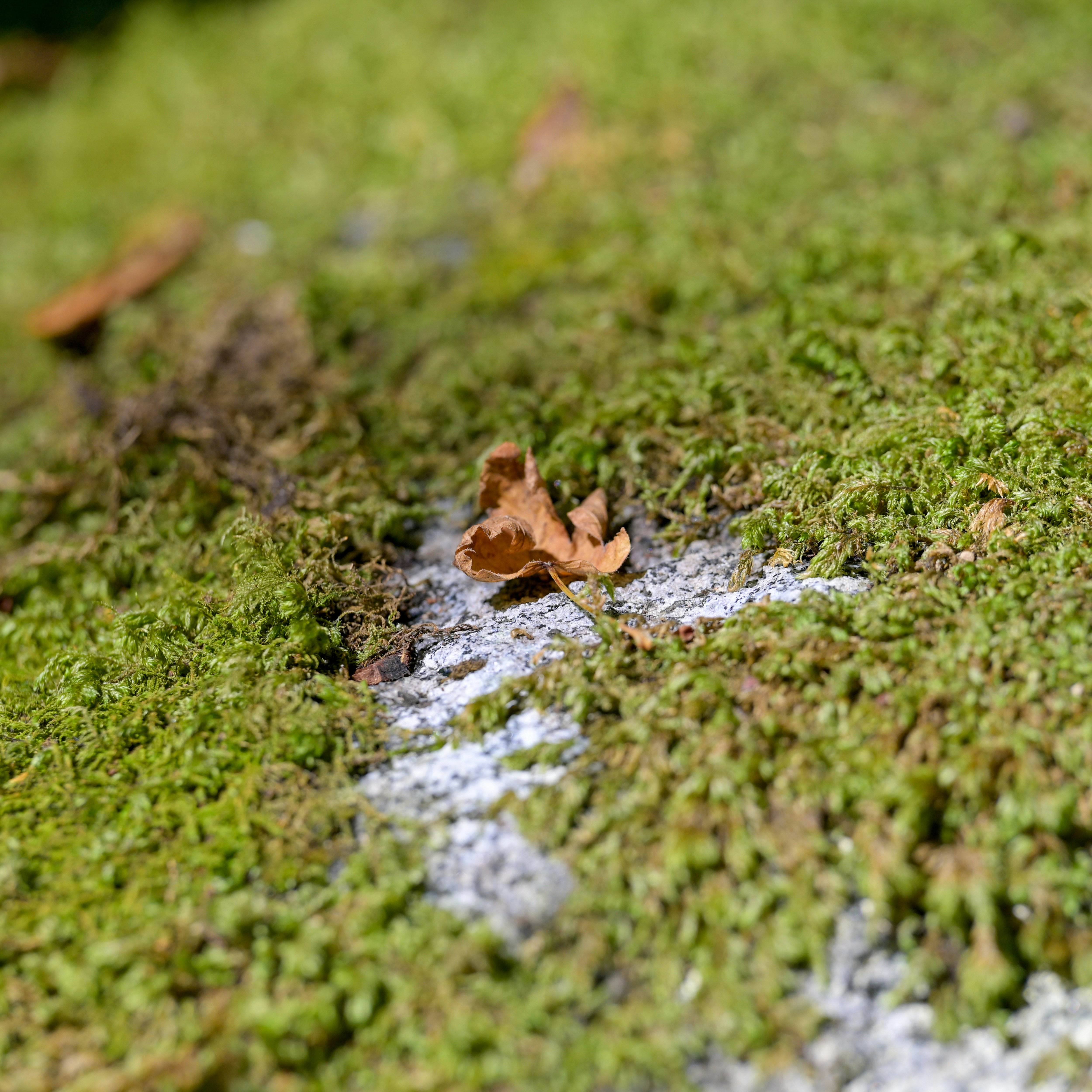 Mossy Cradle: A Fallen Leaf on Carpeted Bed of Green