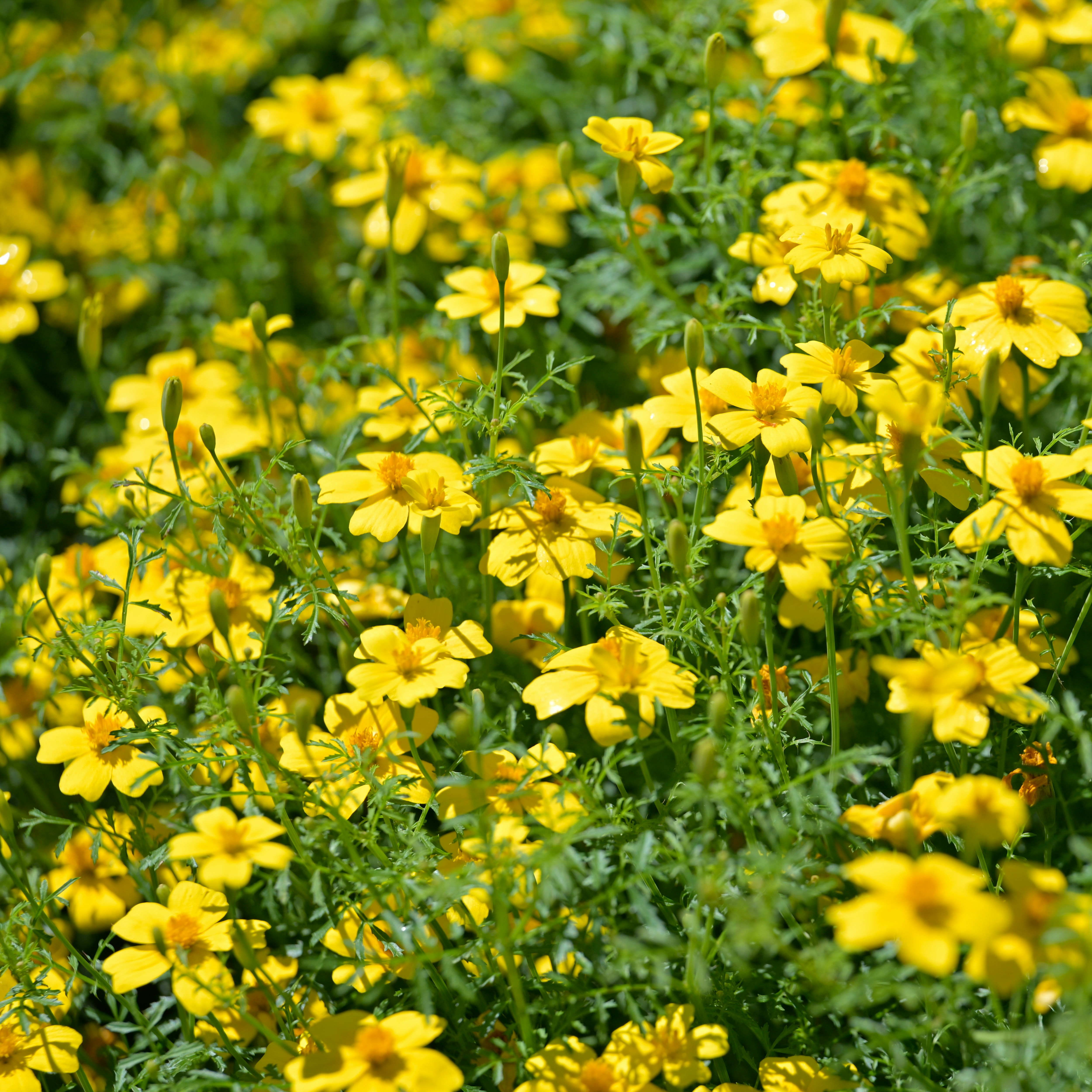 Field of Golden Heads: A Sunlit Patch of Yellow Flowers