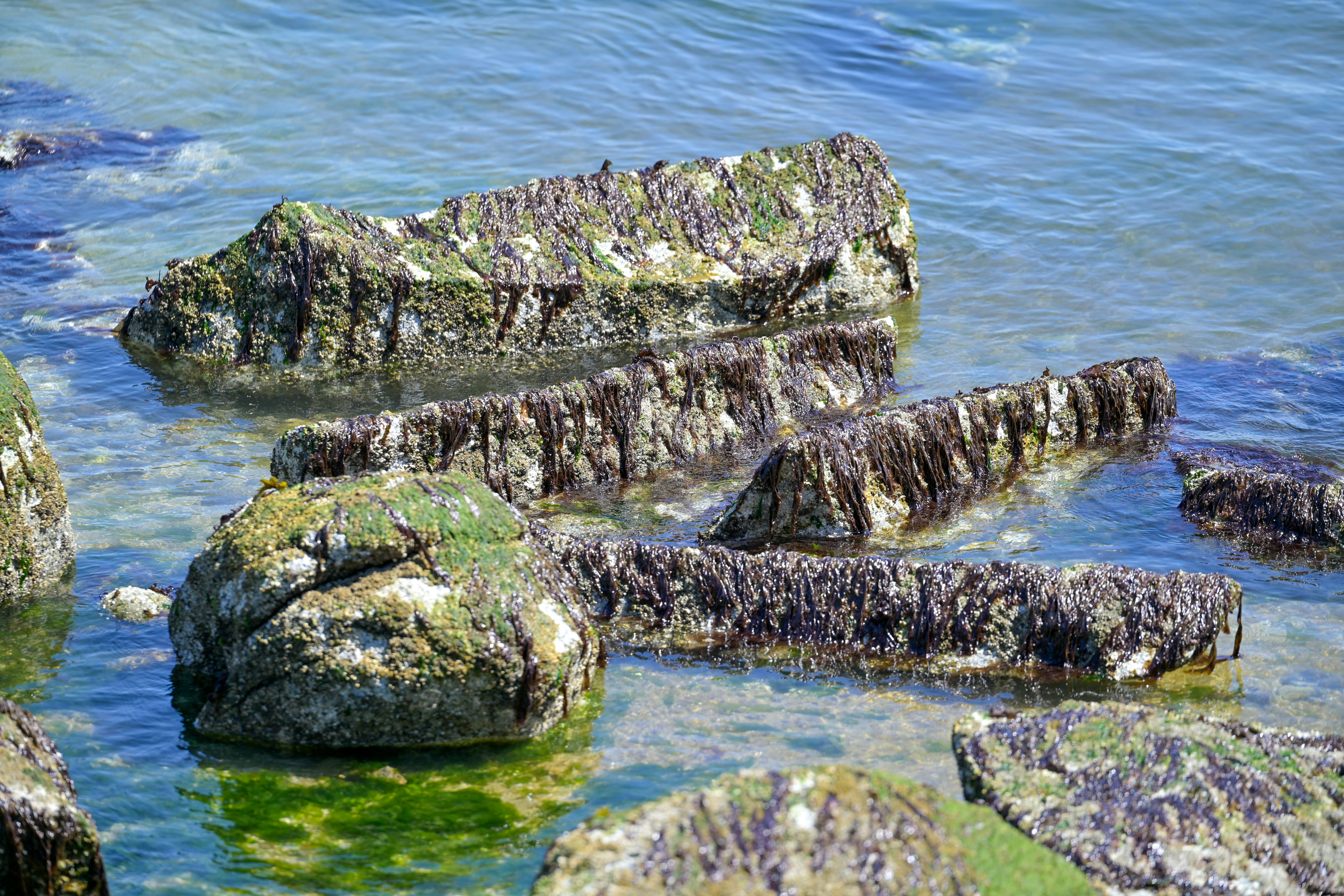 Sunlit Tidal Ridges: Mossy Rocks Rising from Turquoise Waters